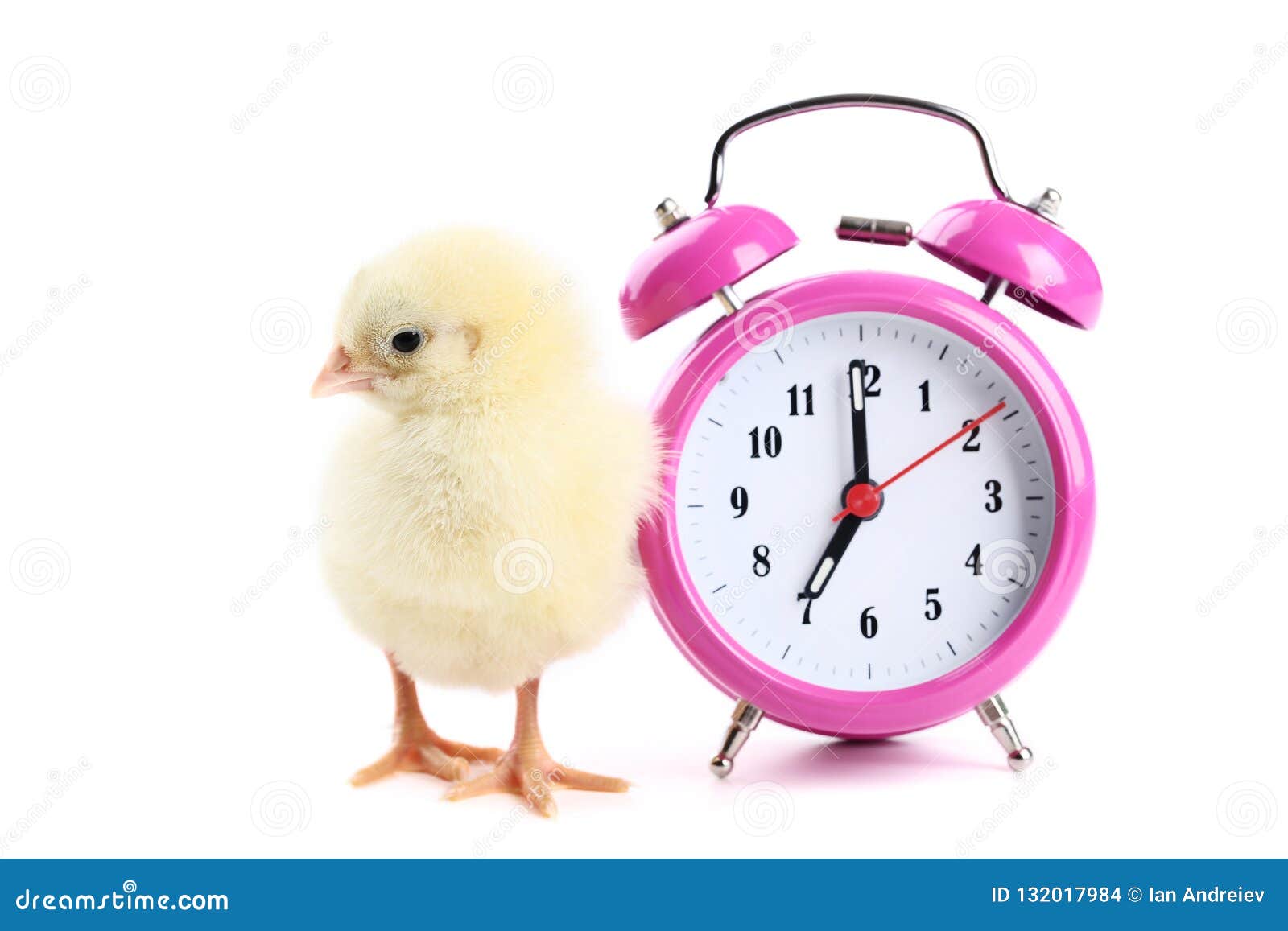 Little Chick with Alarm Clock Stock Photo - Image of beautiful, closeup ...