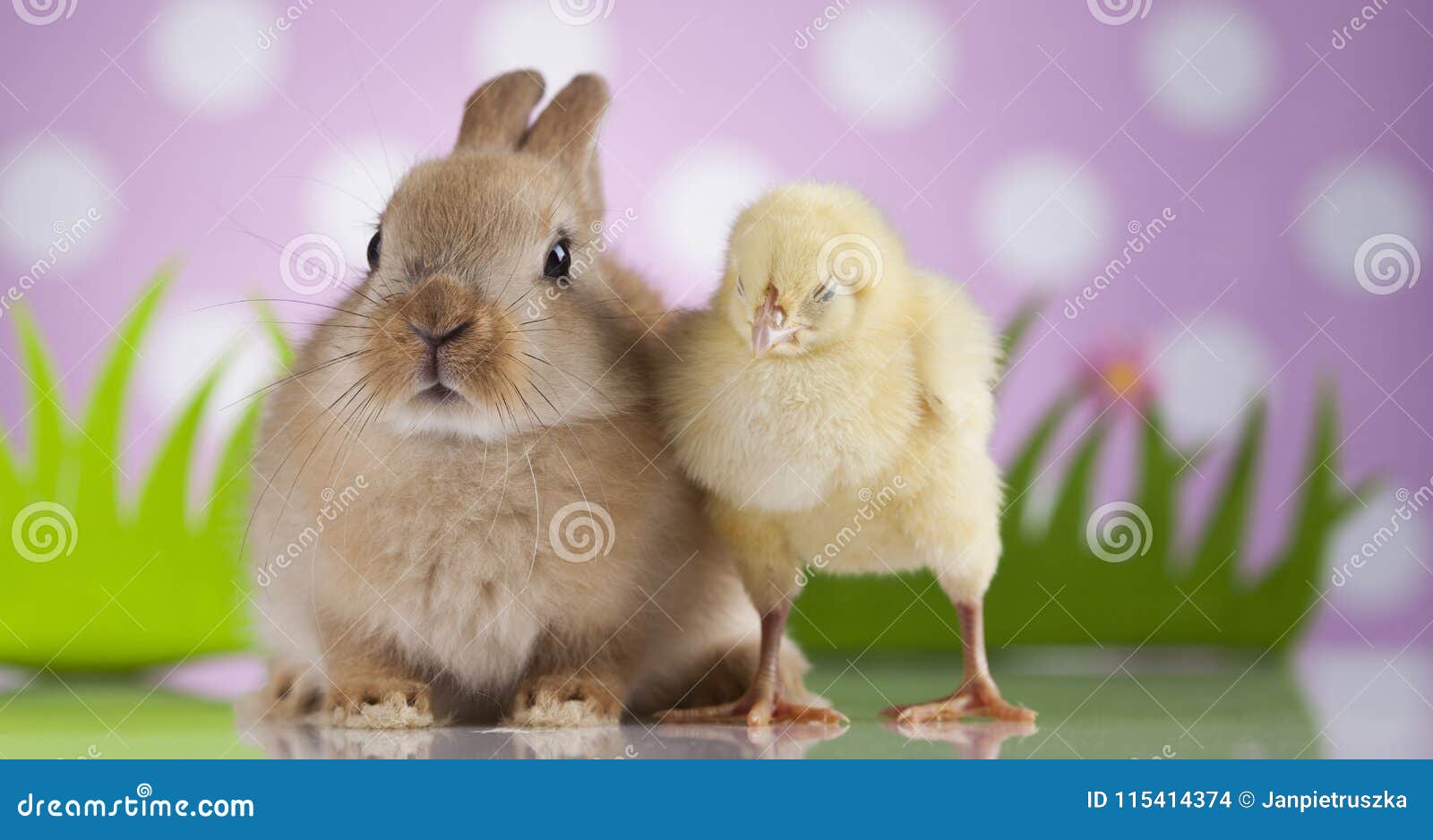 Little chick on rabbit stock photo. Image of holiday - 115414374