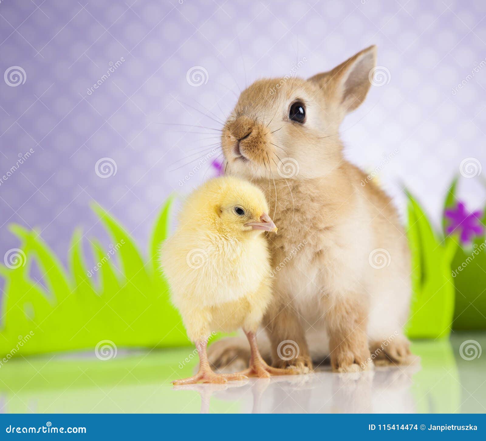 Little chick on rabbit stock photo. Image of chicken - 115414474