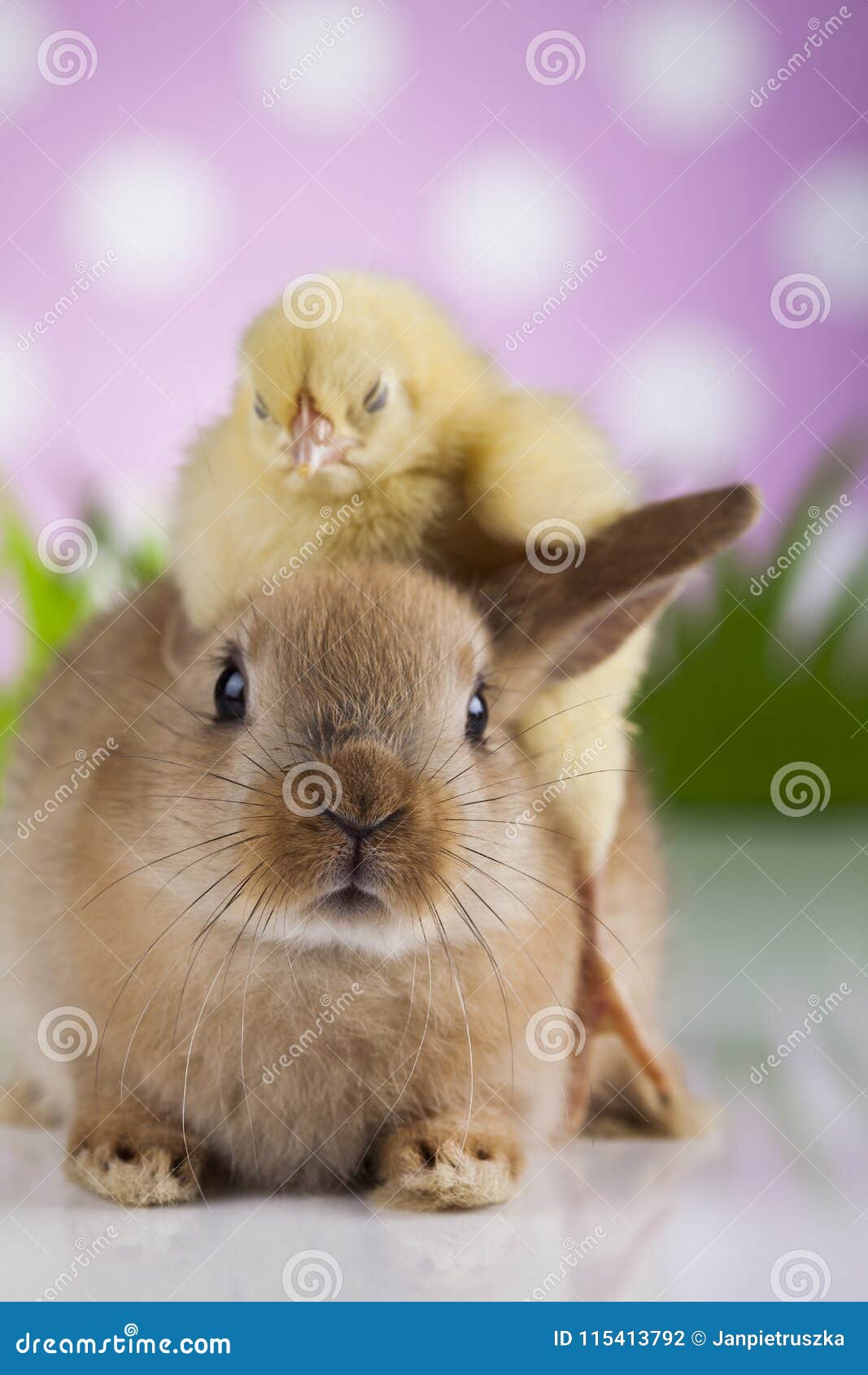 Little chick on rabbit stock photo. Image of bunny, smiling - 115413792