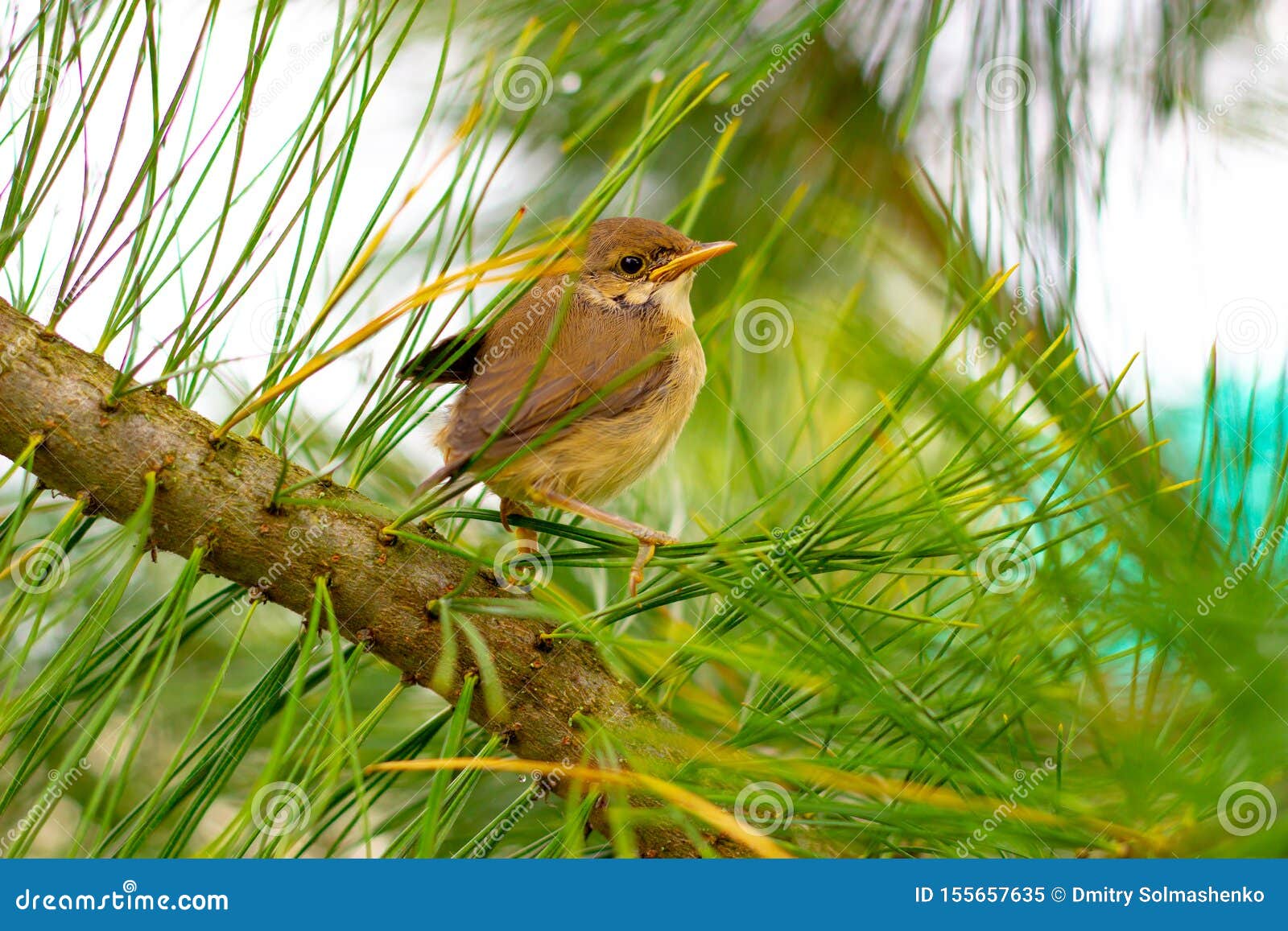 Little Chick Sits on a Tree Branch Stock Image - Image of fauna, small ...