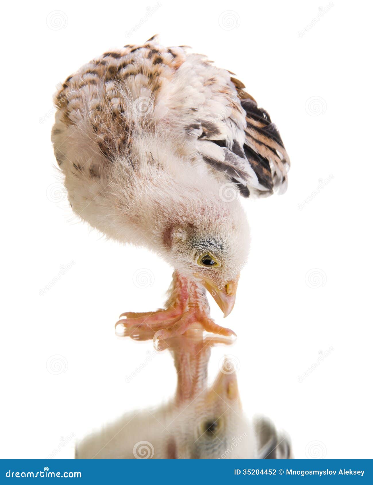 Little chick stock photo. Image of closeup, fowl, droop - 35204452