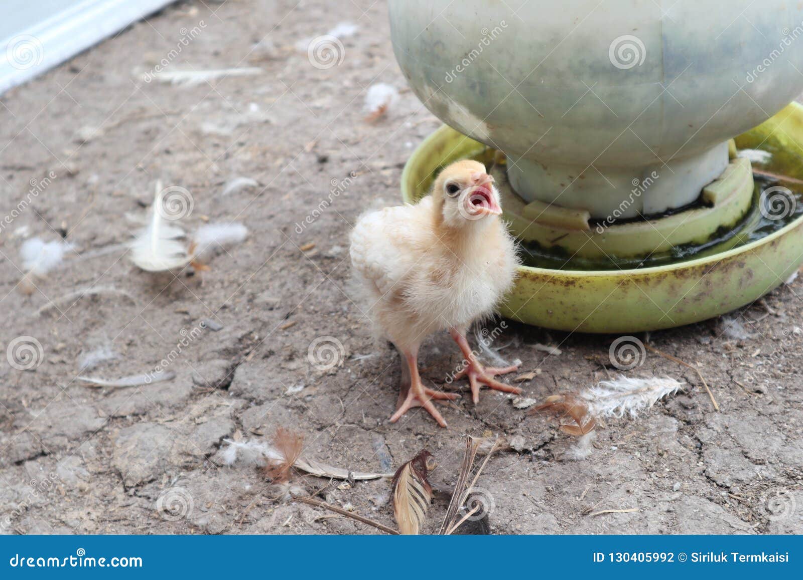 Little chick are yelling stock photo. Image of chicken - 130405992