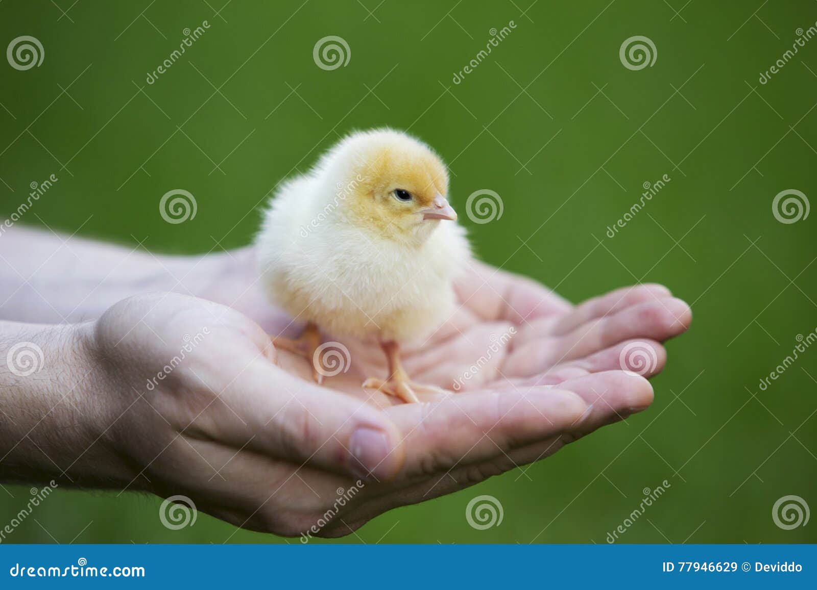 Chick In Human Hands Stock Photography | CartoonDealer.com #78908366