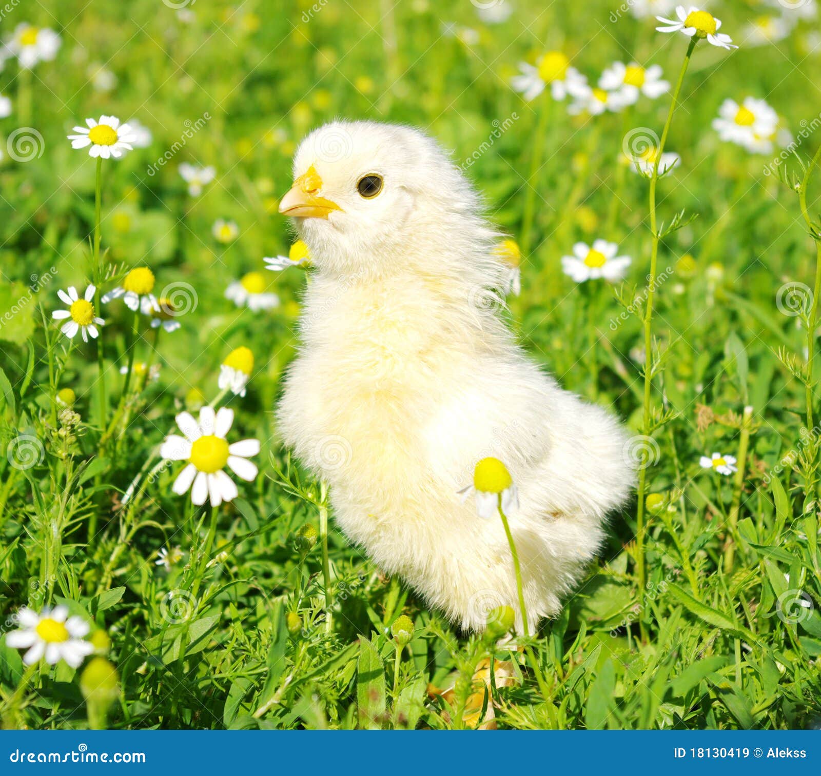 Little chicken stock image. Image of animal, stockyard - 18130419