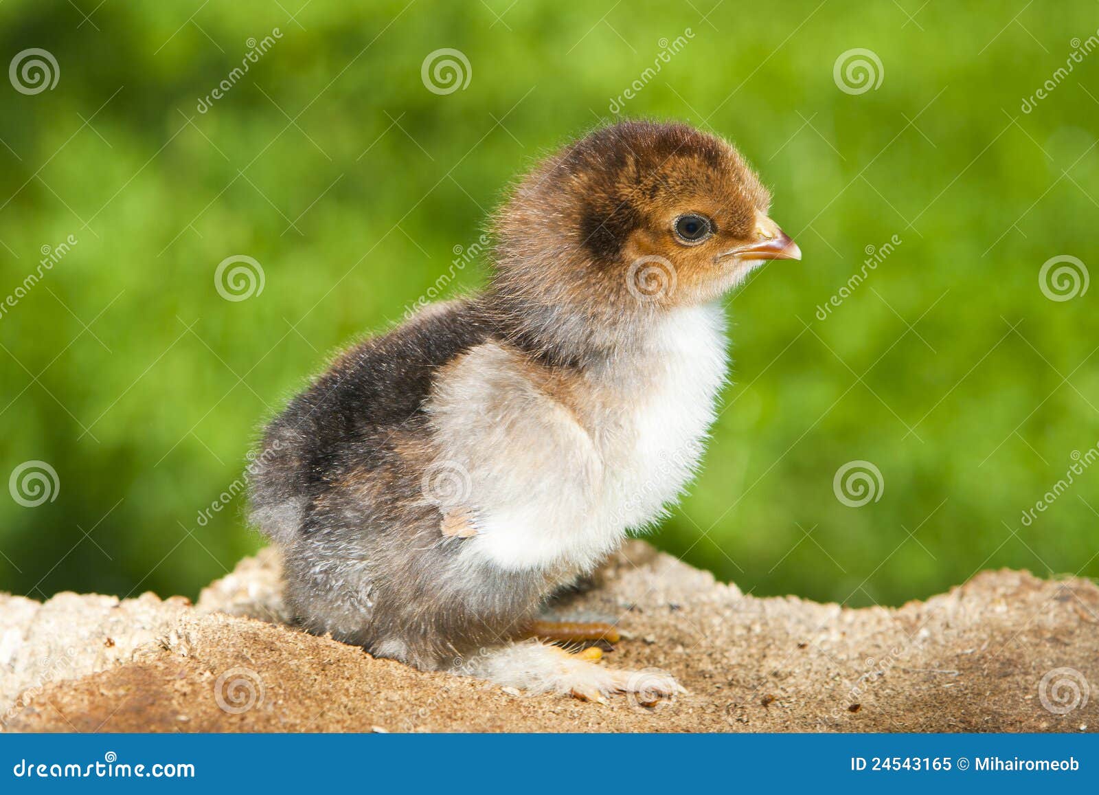 Little chicken stock image. Image of small, chicken, poultry - 24543165