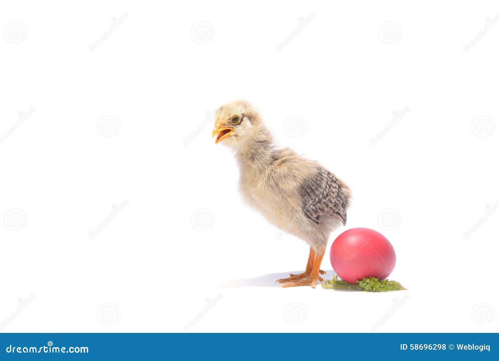 Little Chicken Animal with Easter Eggs Stock Photo - Image of ...