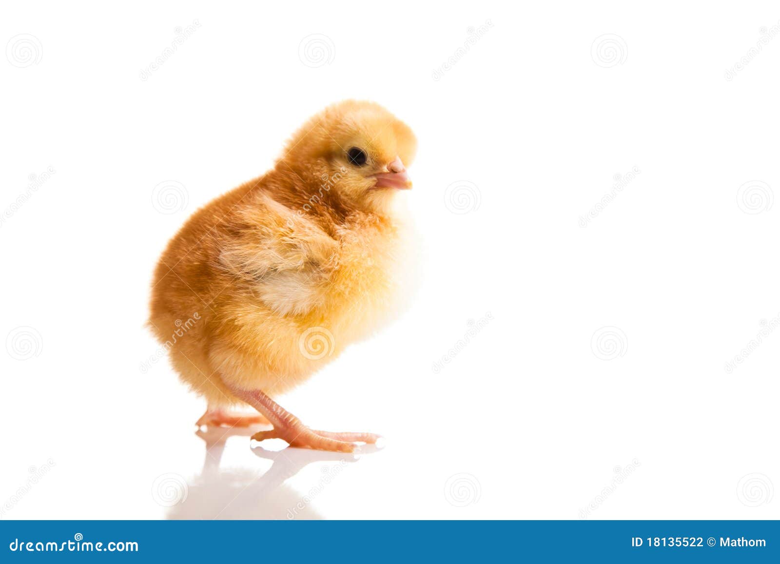 Little Chicken Animal Isolated Stock Photo - Image of animal, chicken ...