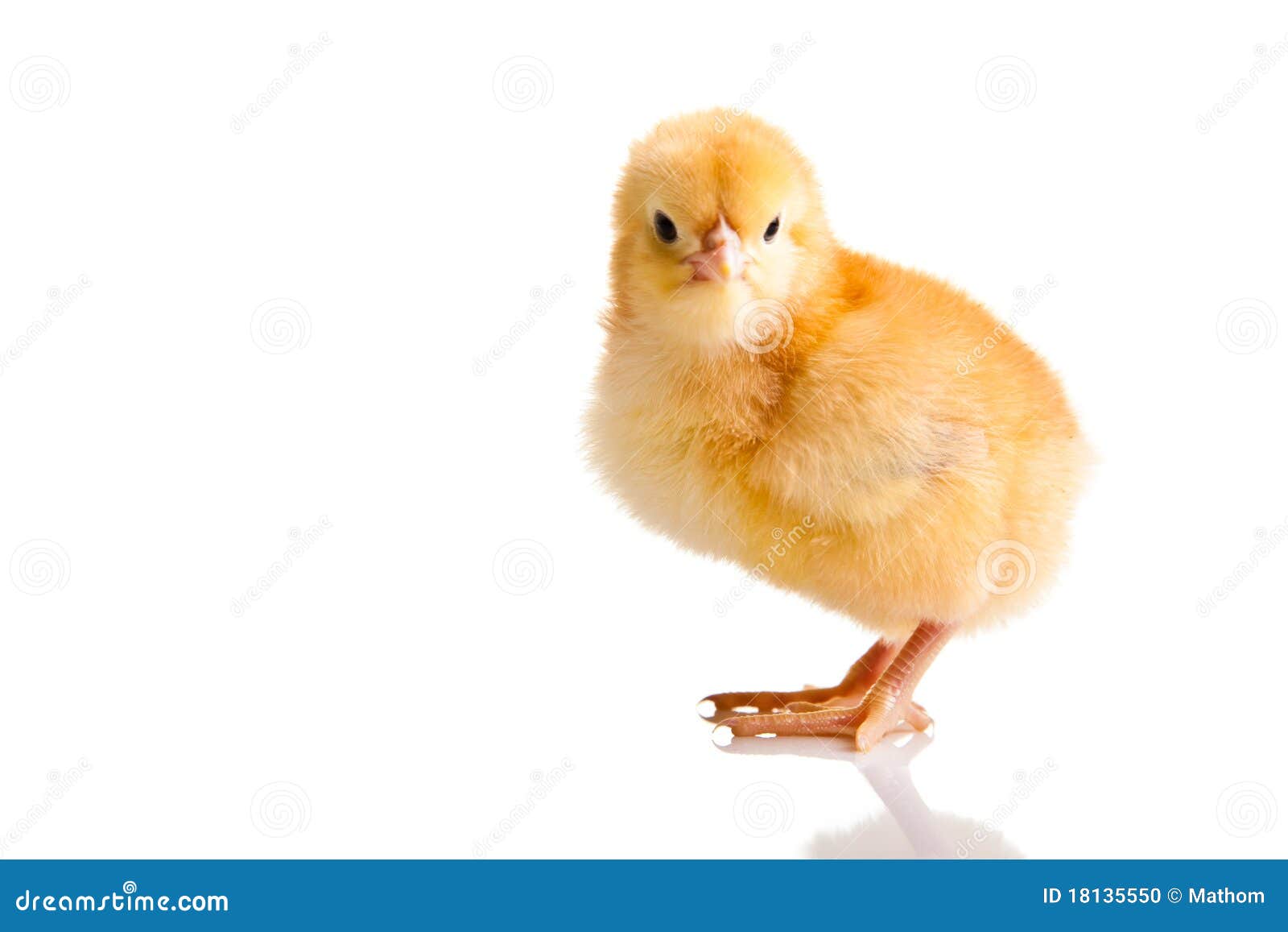 Little Chicken Animal Isolated Stock Photo - Image of soft, studio ...