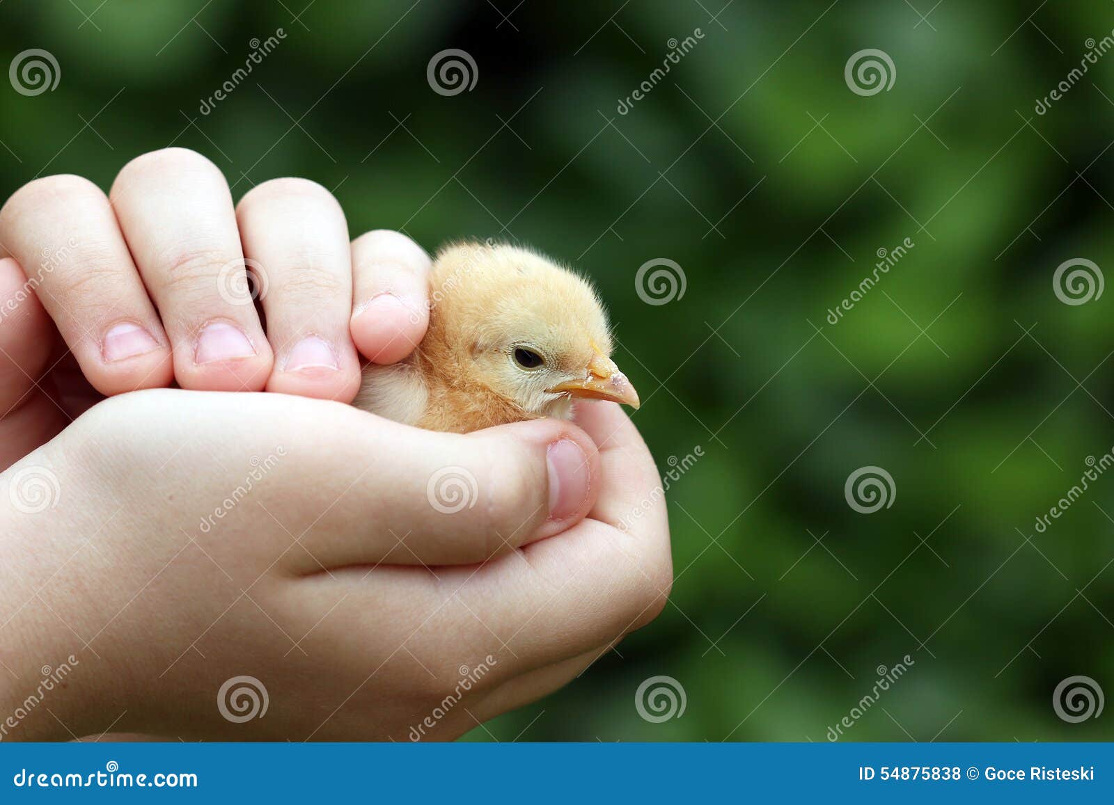Little Chicken in Child Hand Stock Photo - Image of young, yellow: 54875838