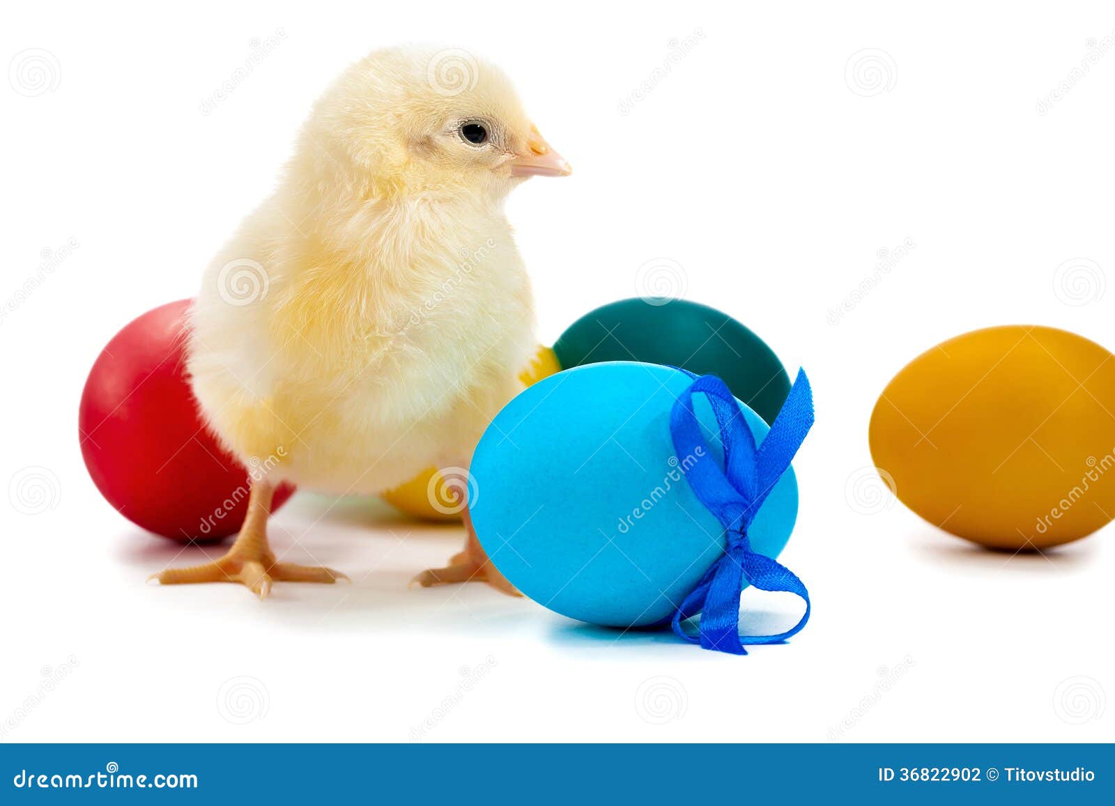 Little Chicken with Easter Eggs. Isolated Stock Photo - Image of bird ...