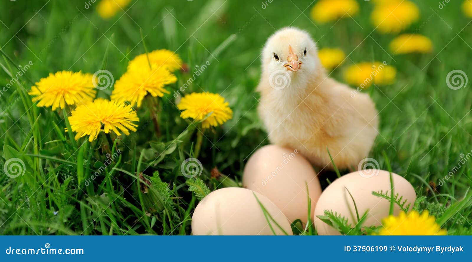 Little chicken stock image. Image of hatched, born, easter - 37506199