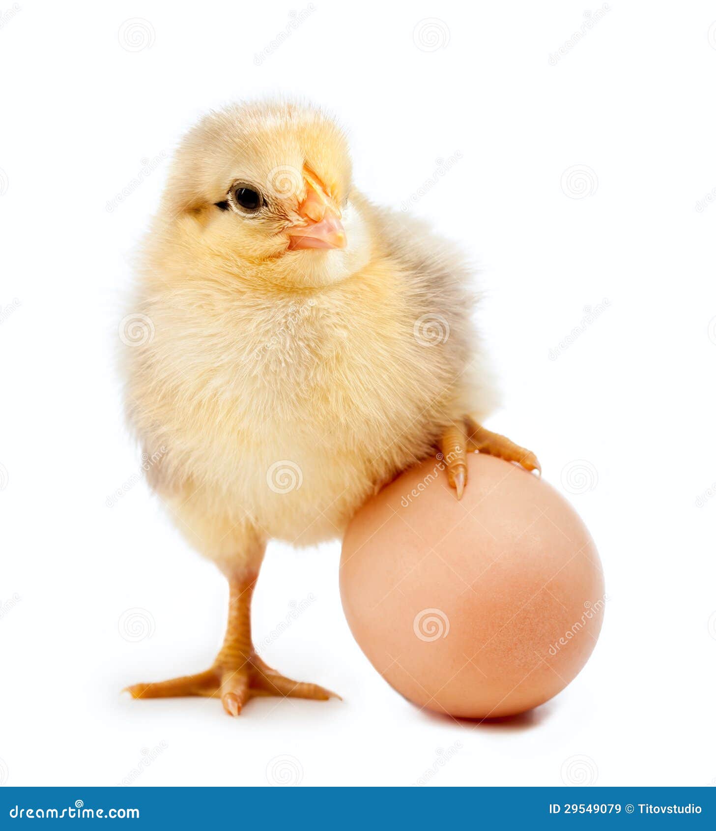 Little Chicken on the Egg. Isolated Stock Image - Image of cute, farm ...