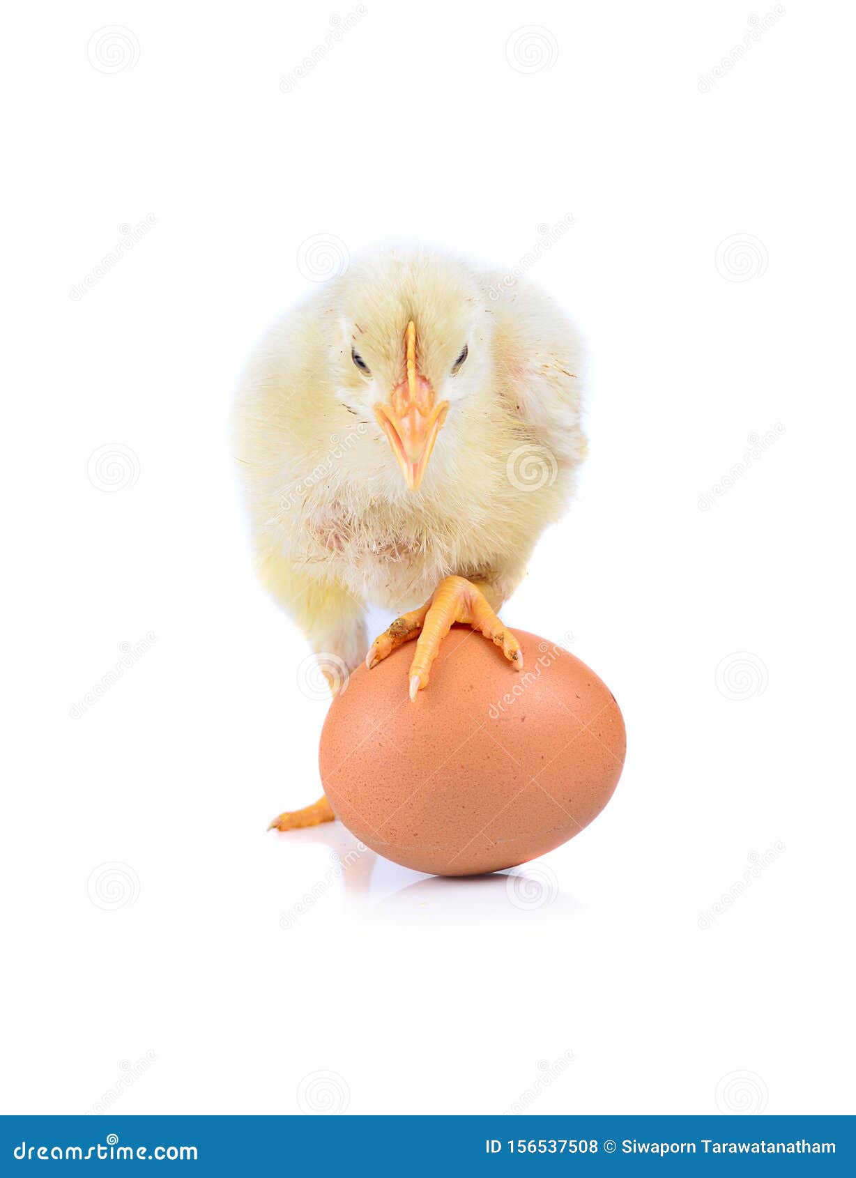 Little Chicken and Egg Isolated on the White Stock Photo - Image of ...