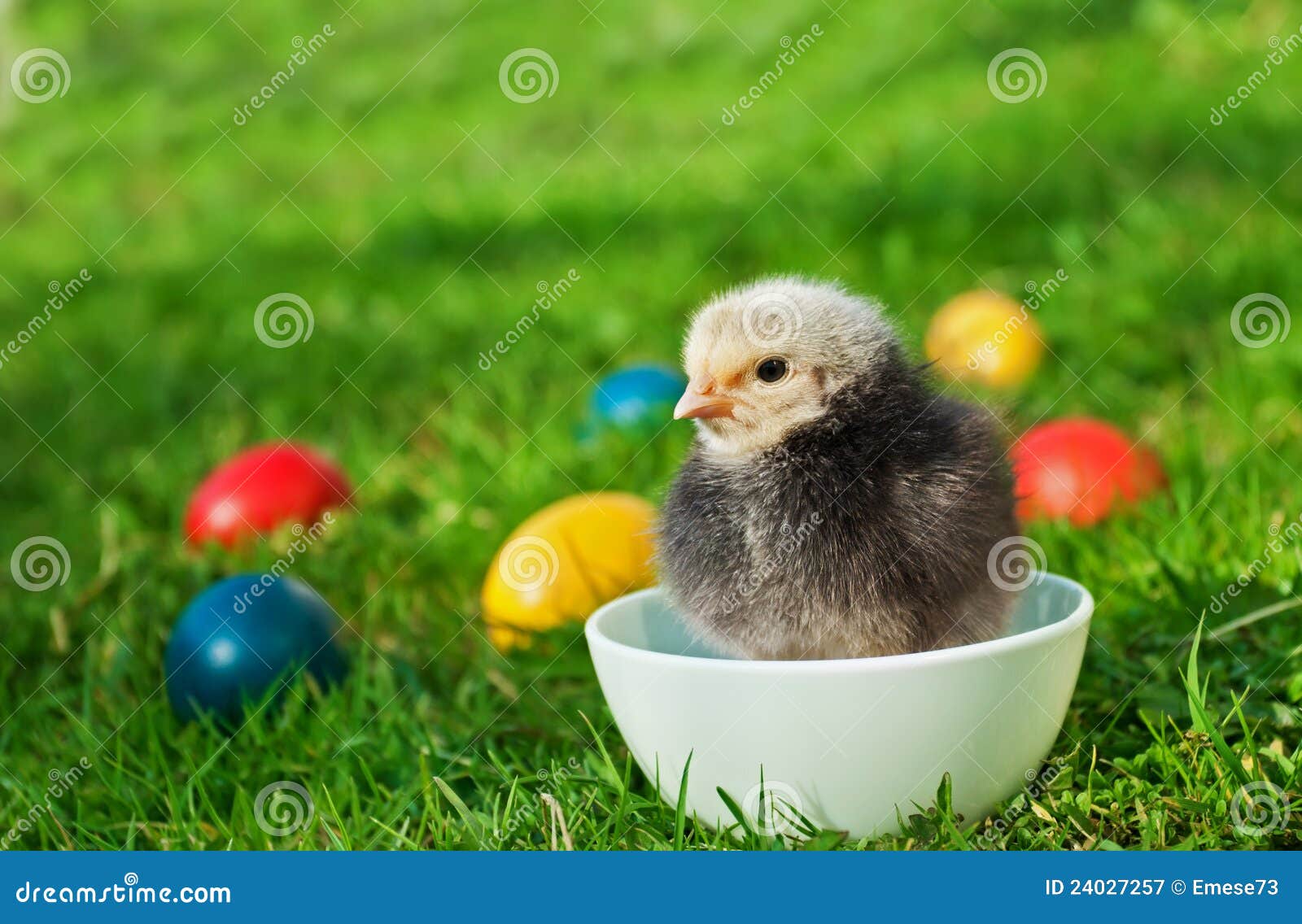 Little chicken with eggs stock image. Image of cute, natural - 24027257