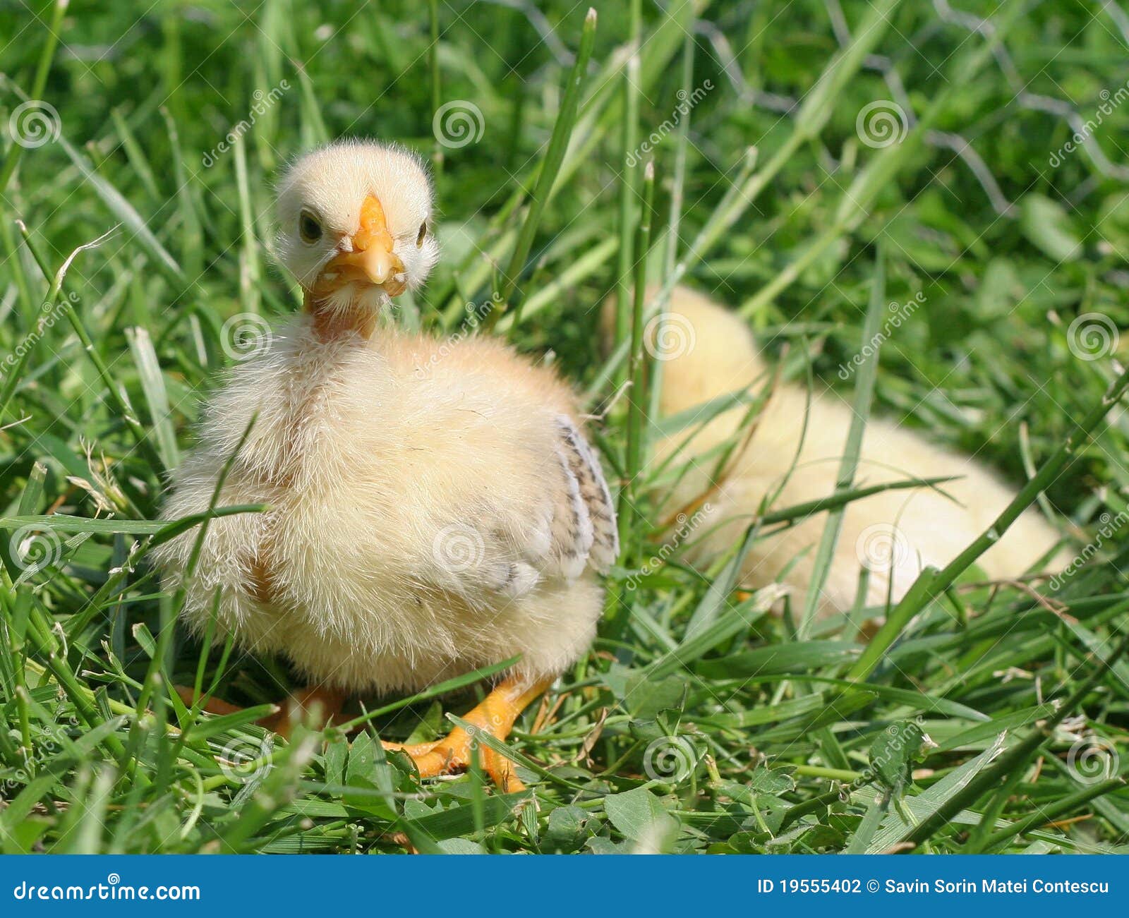 Easter Spring Little Chicken in the Grass Stock Photo - Image of coop ...
