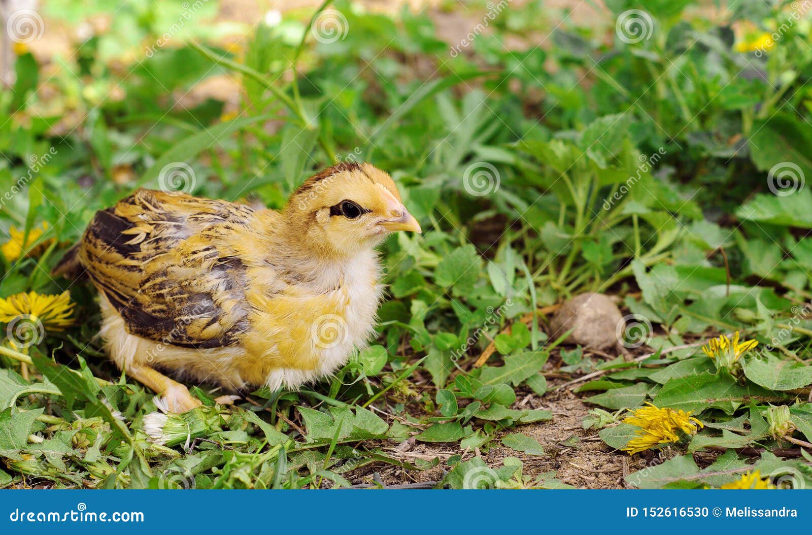 Little Chicken on the Grass. Farm Birds, Cubs. Stock Photo - Image of ...