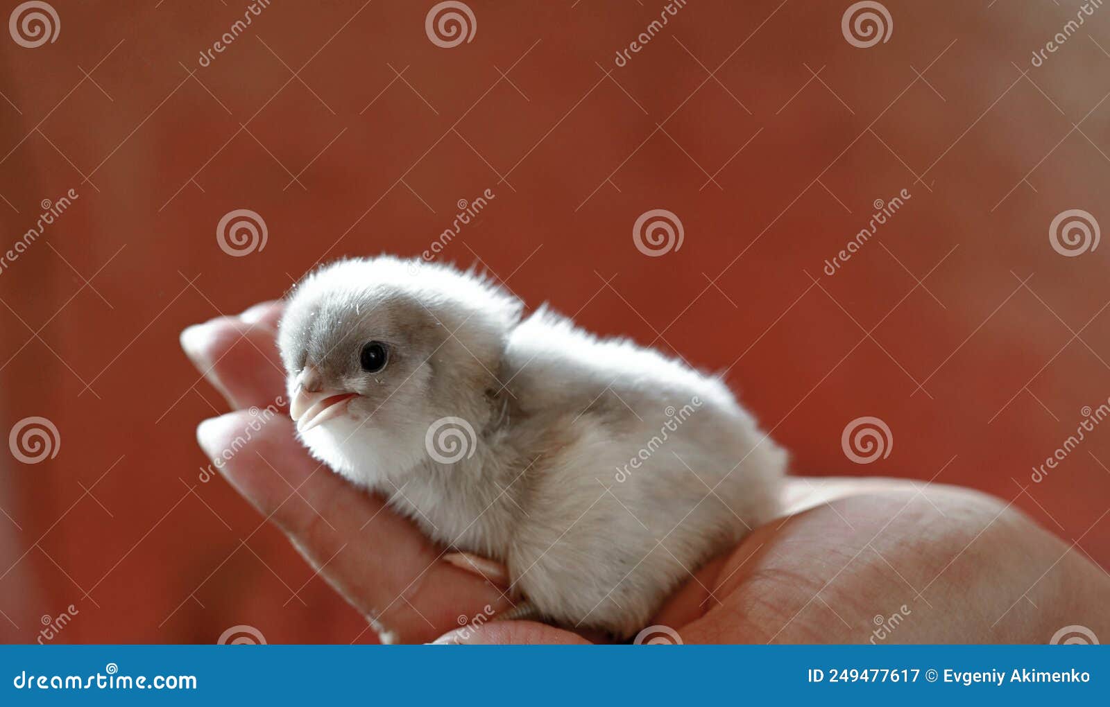 Little chicken in hand stock image. Image of pets, hand - 249477617