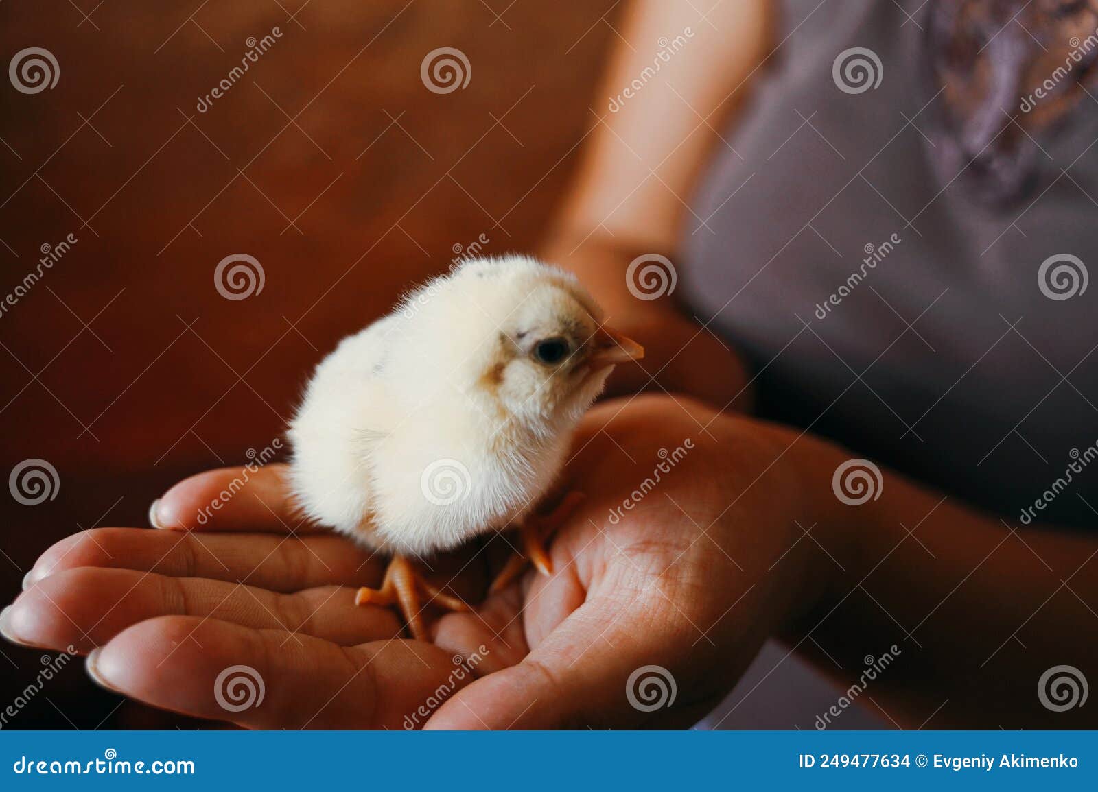 Little chicken in hand stock photo. Image of hand, animal - 249477634