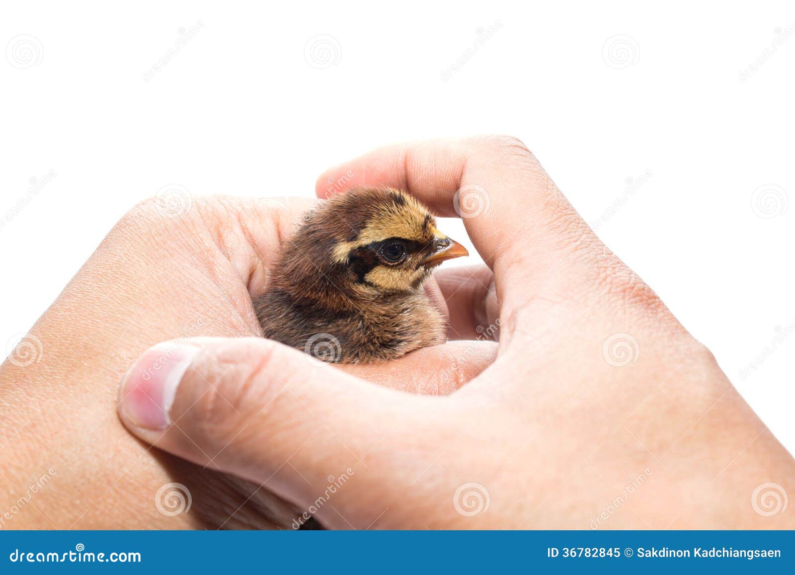 Little Chicken on Hand Isolated Stock Image - Image of bird, creature ...