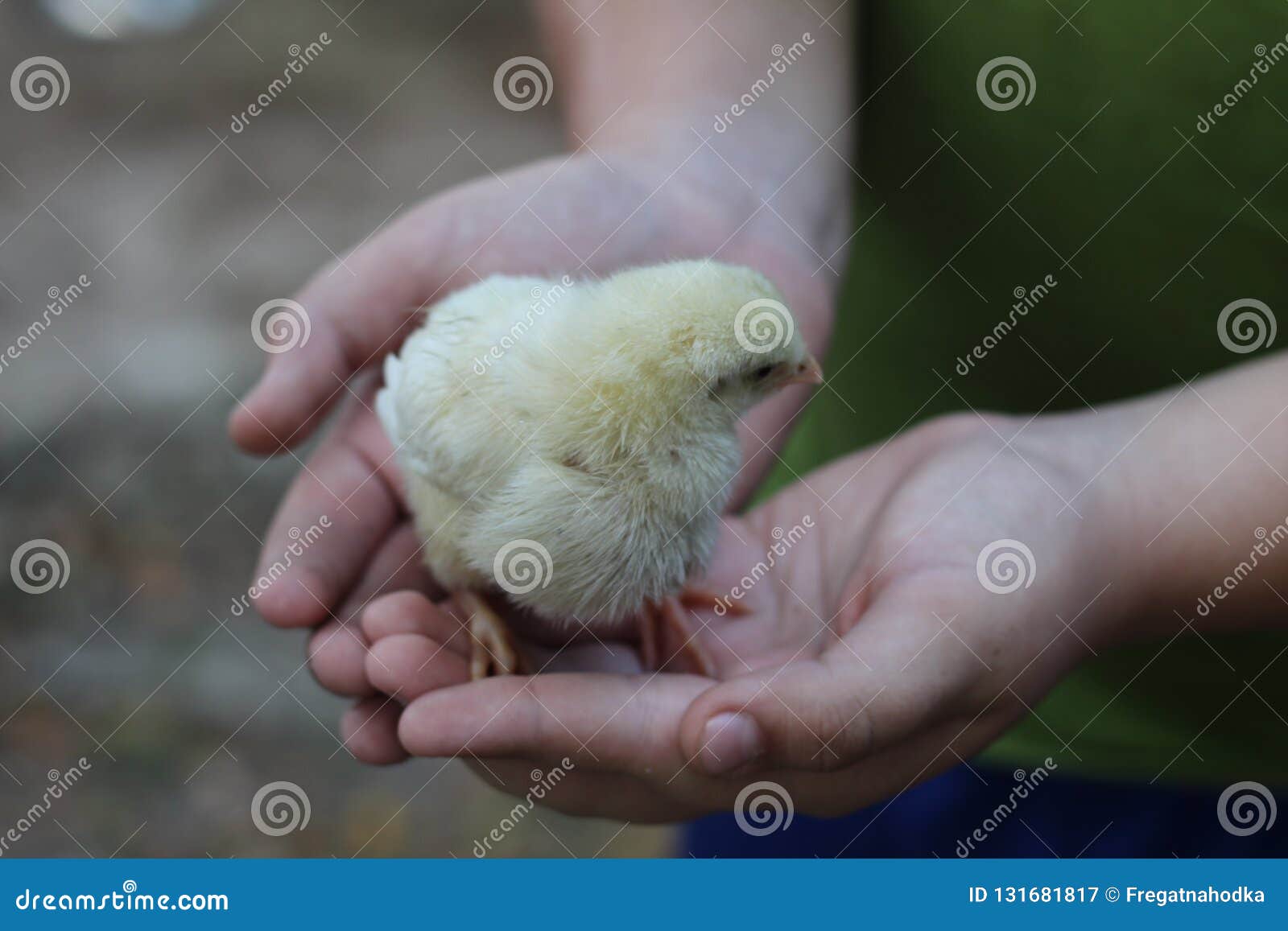 Little Chicken in the Hands of Man Stock Image - Image of little, small ...