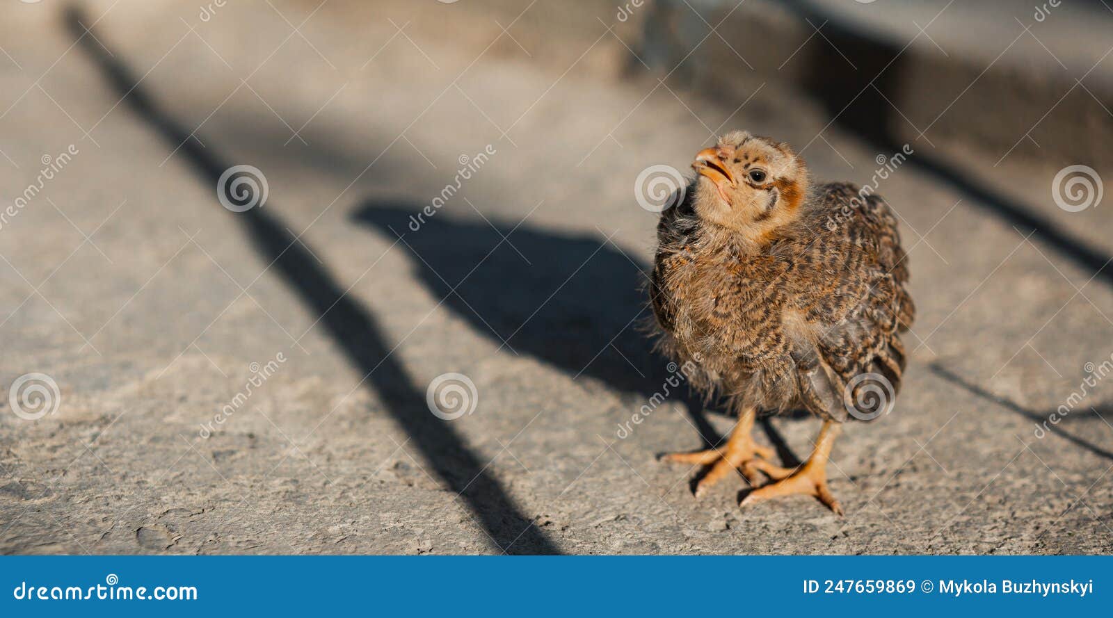 Little Chicken Hen Sunbathing in the Sun Stock Image - Image of cute ...