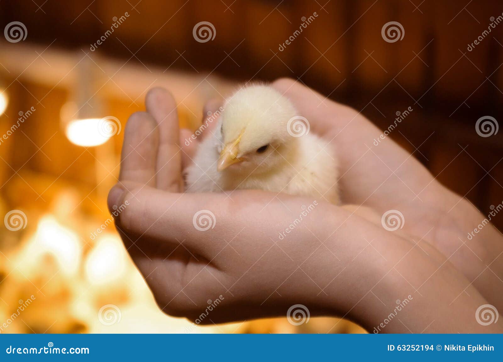 Little Chicken in His Hands Stock Photo - Image of bird, care: 63252194
