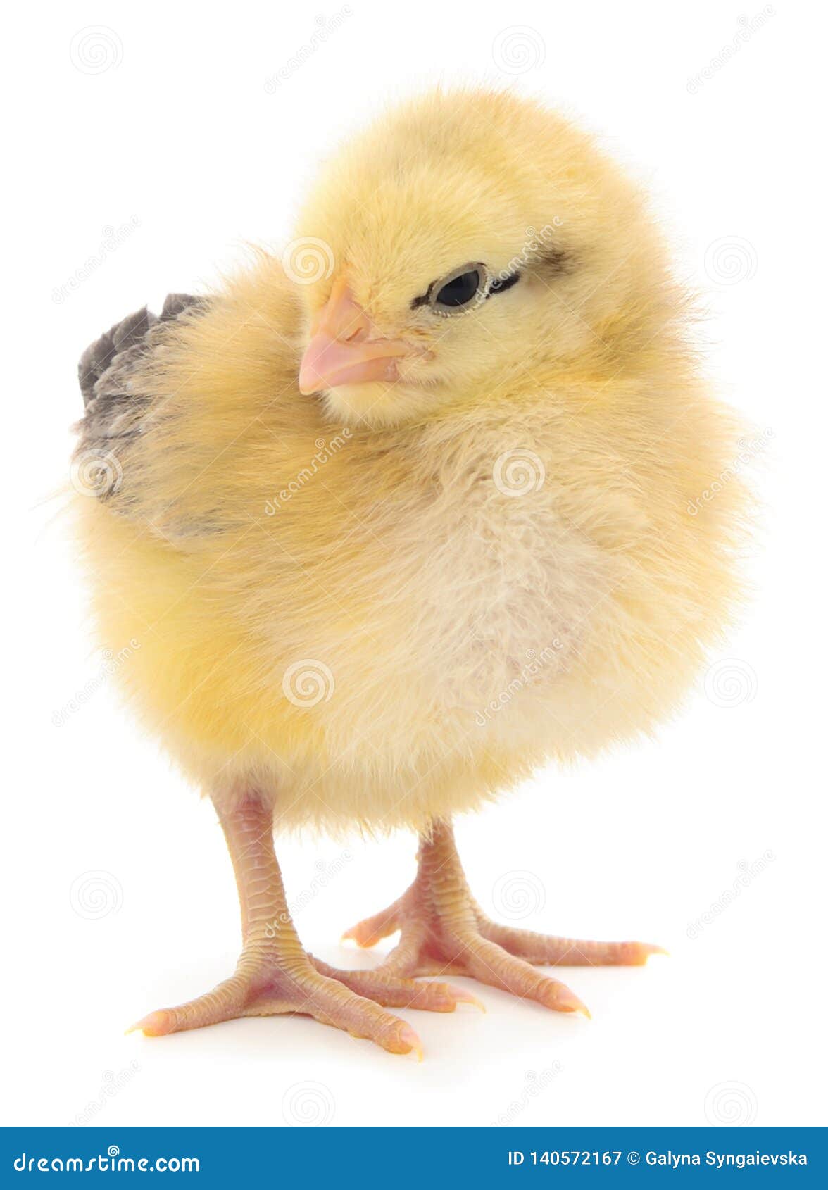 Little chicken isolated stock image. Image of fluffy - 140572167
