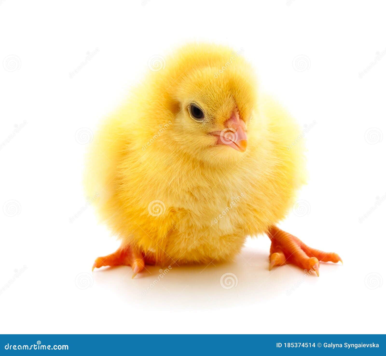 Little chicken isolated stock photo. Image of isolated - 185374514