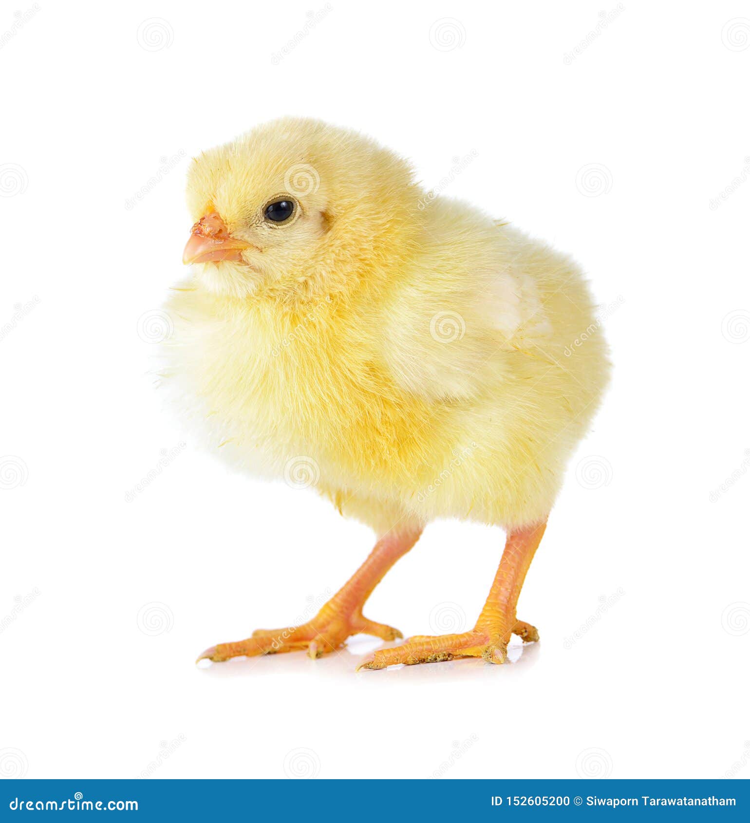 Little Chicken Isolated on the White Stock Photo - Image of fluff ...