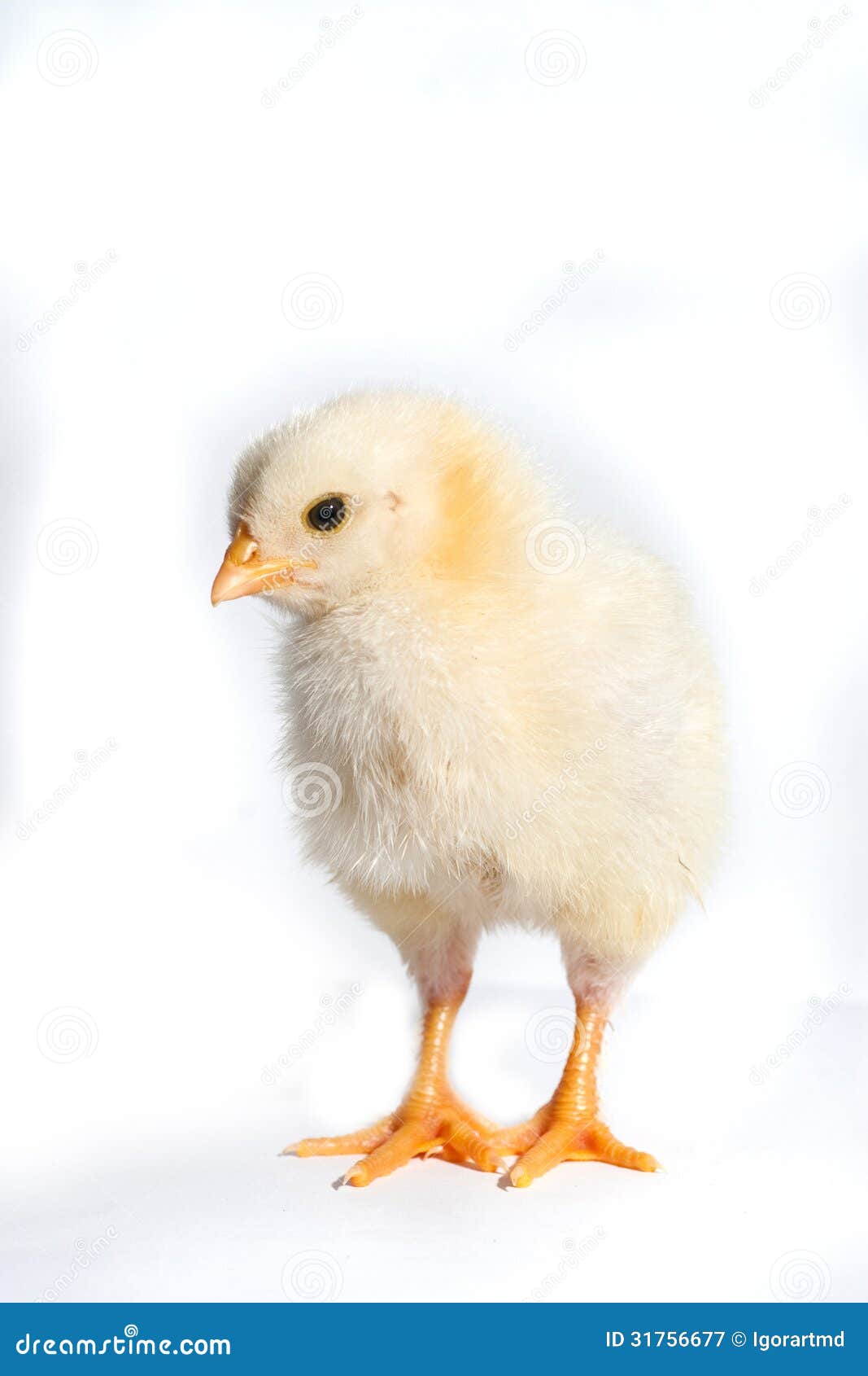 Little chicken stock image. Image of furry, miniature - 31756677