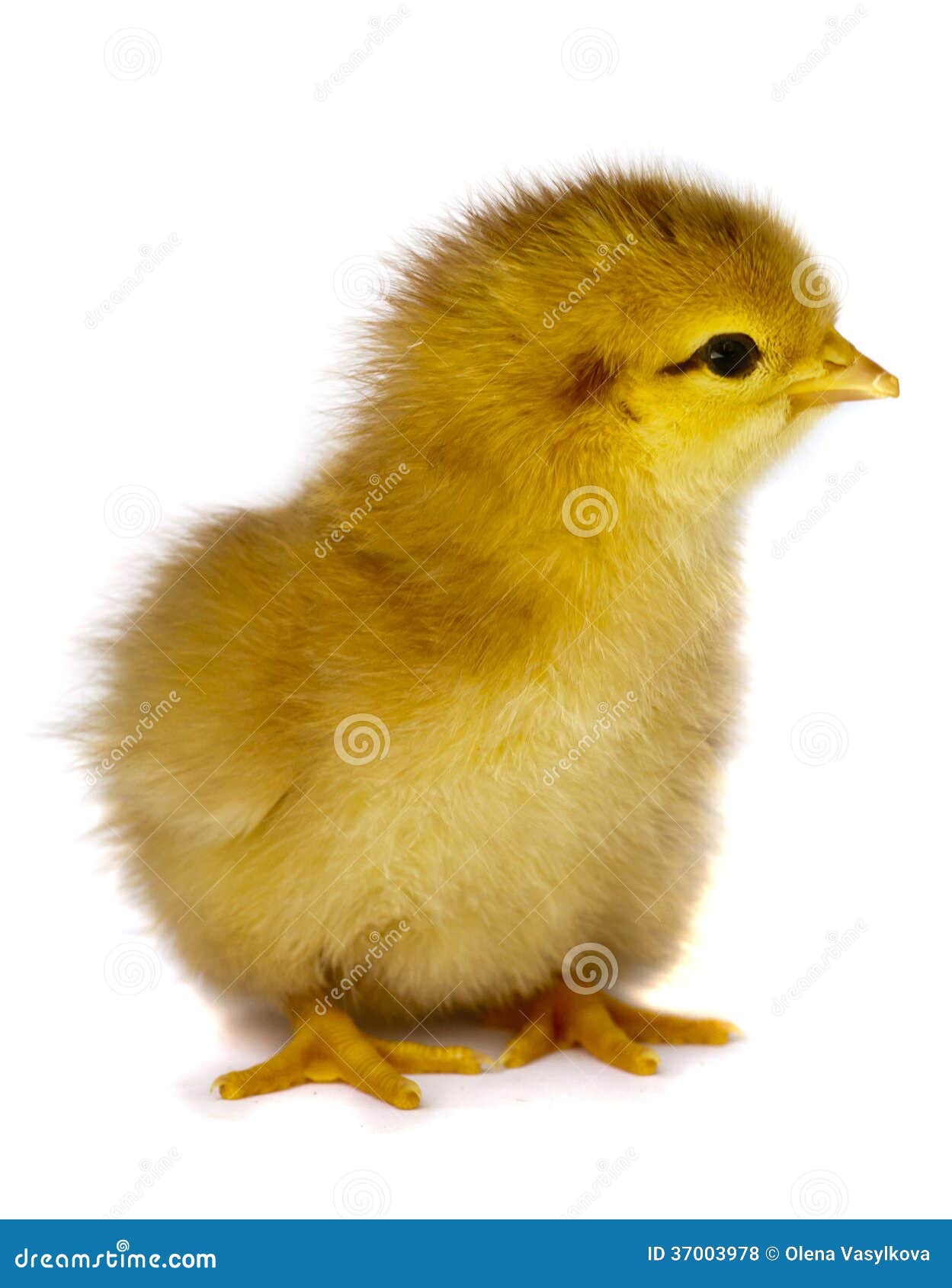 Little Chicken Isolated on the White Stock Photo - Image of fluff, view ...