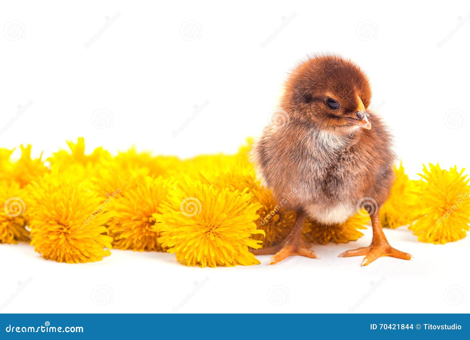 Little Chicken Isolated on the White Stock Photo - Image of chicken ...