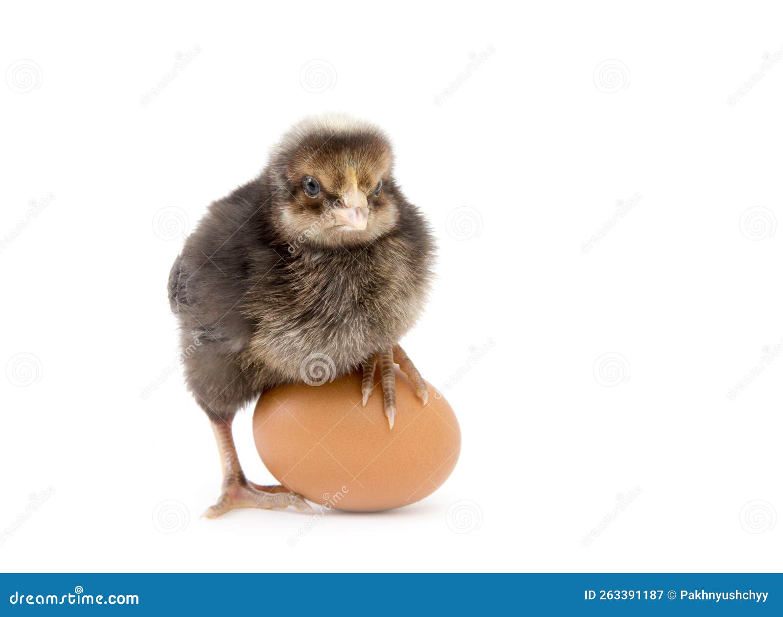 Little chicken stock image. Image of chicks, fluffy - 263391187