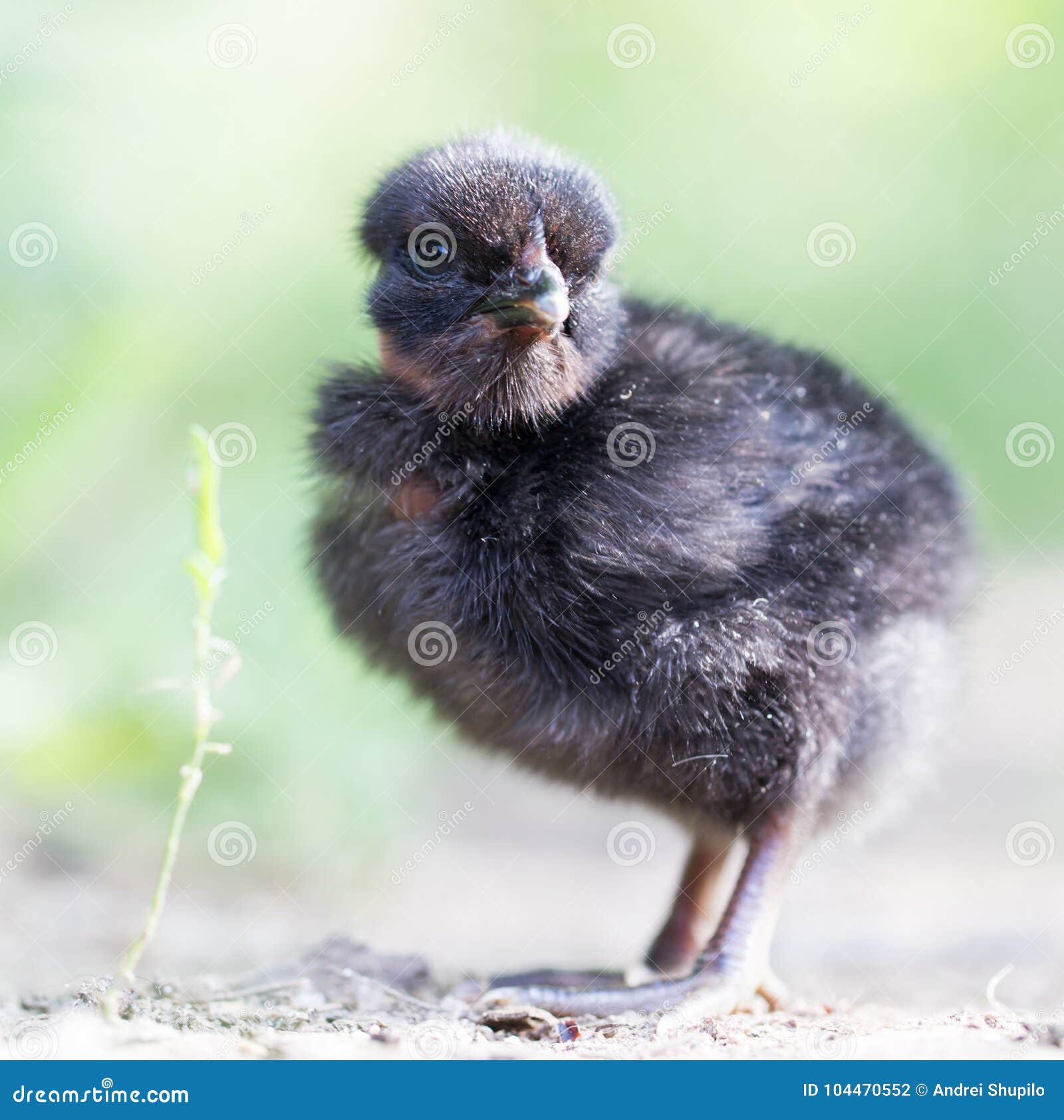 Little Chicken on the Nature Stock Photo - Image of nature, chicken ...