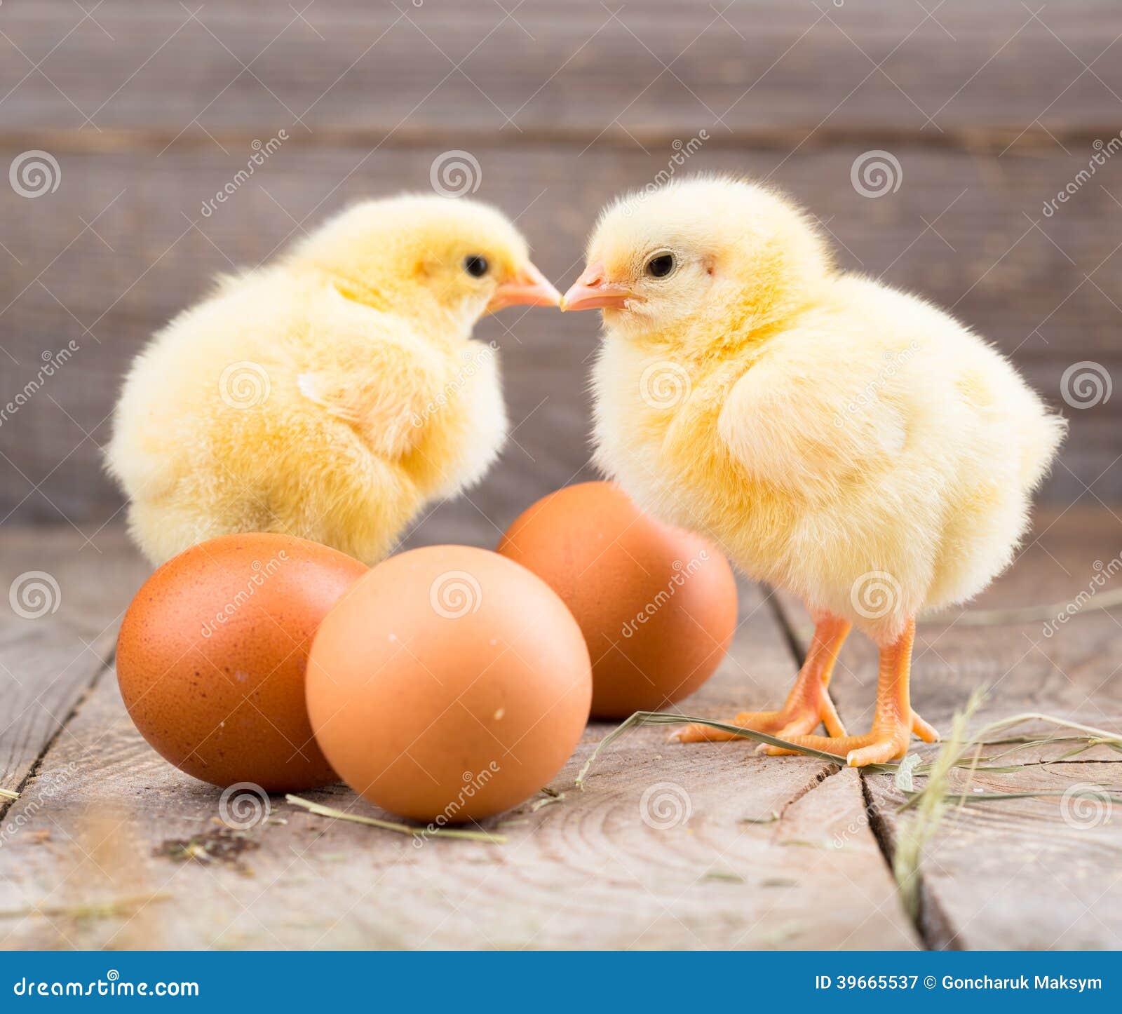 Little chicken stock image. Image of little, easter, wings - 39665537