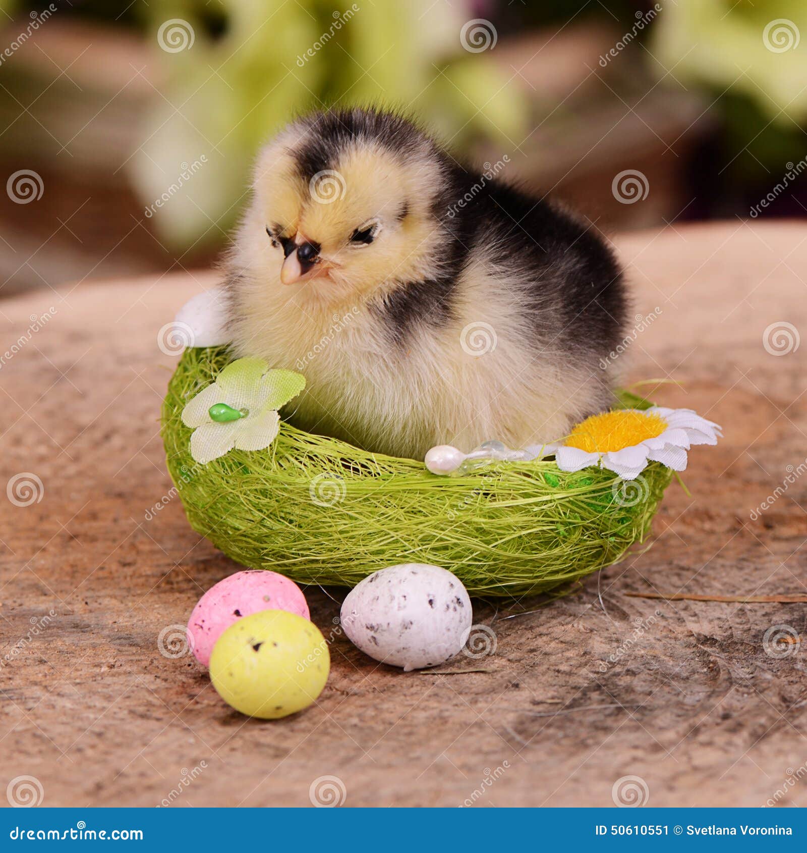 Little Chicken in the Nest. Easter Stock Image - Image of agriculture ...