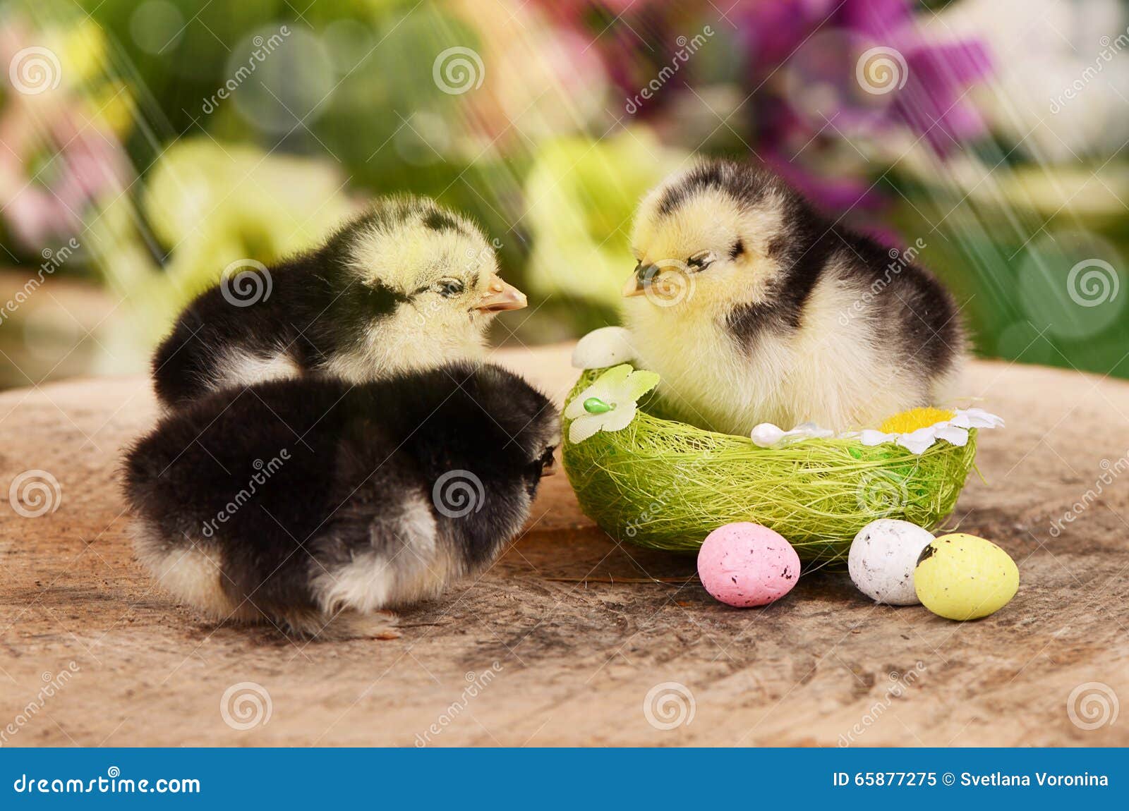 Little Chicken in the Nest. Easter Stock Image - Image of color, house ...