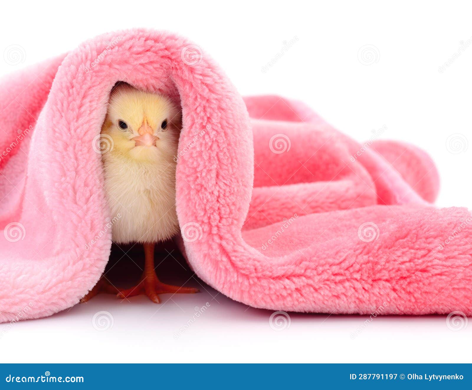 Little Chicken Under a Blanket Stock Image - Image of furry, cute ...
