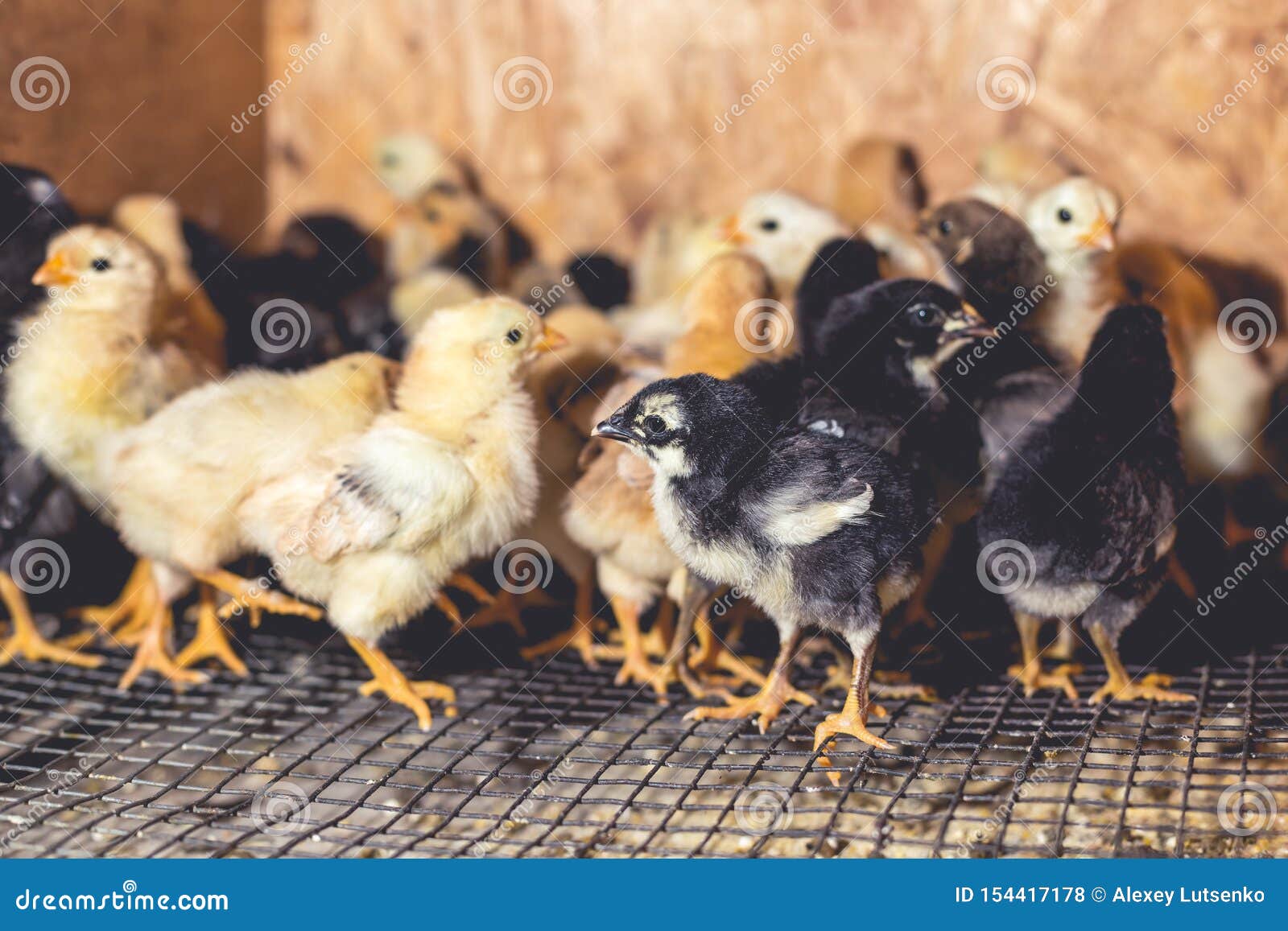 Little Chickens in a Brooder on the Farm Stock Photo - Image of brooder ...