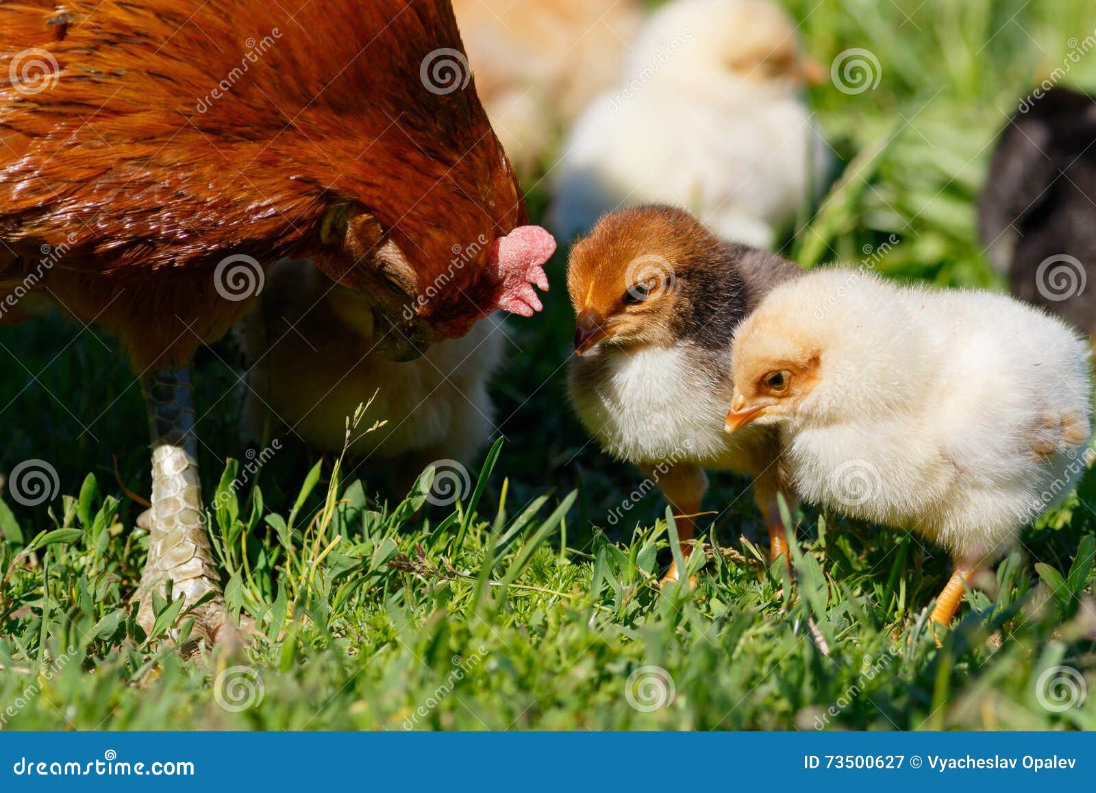 Little chickens on farm stock image. Image of cute, livestock - 73500627