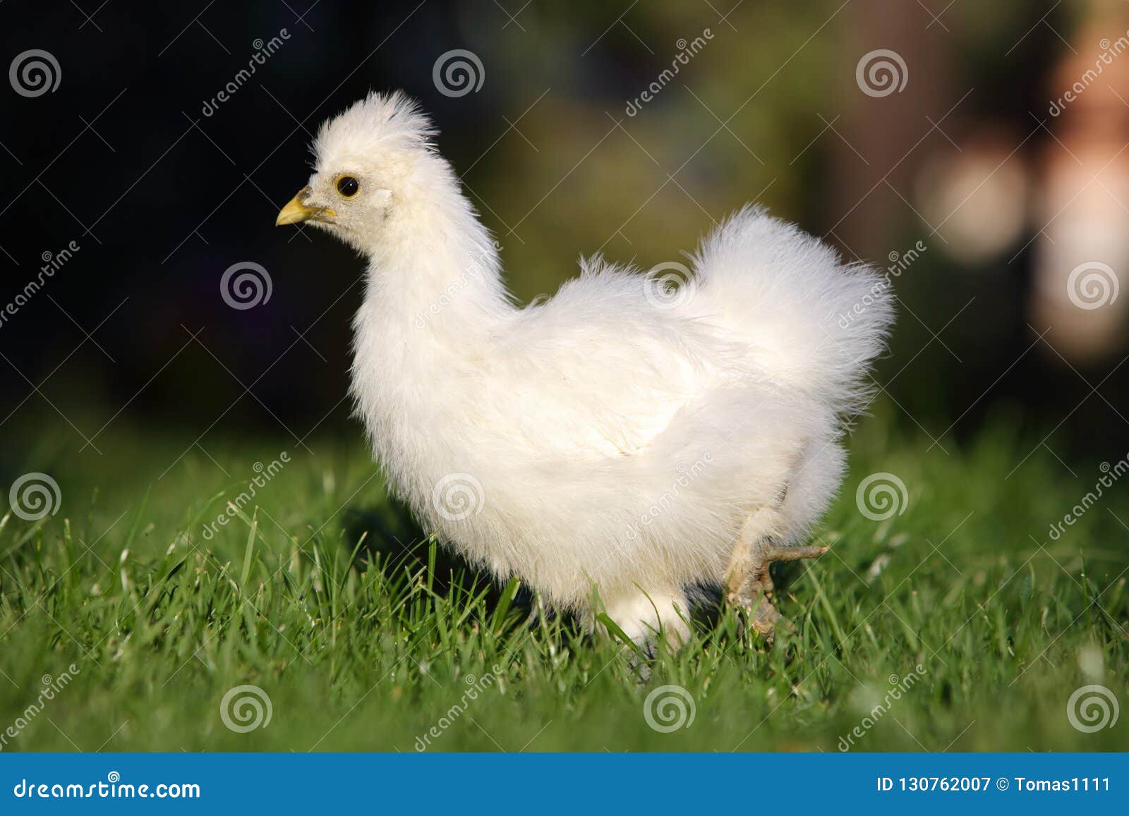 Little Chickens Black And White Color Is Walking Stock Photography ...