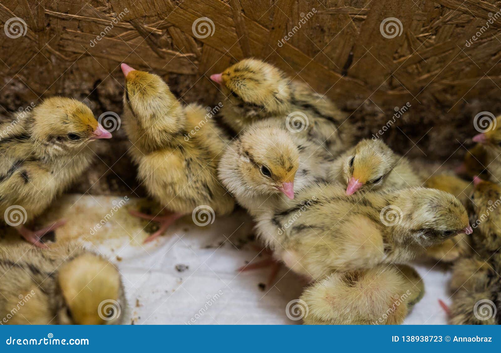 Little Chickens Hatched Quail in a Box Stock Image - Image of chick ...