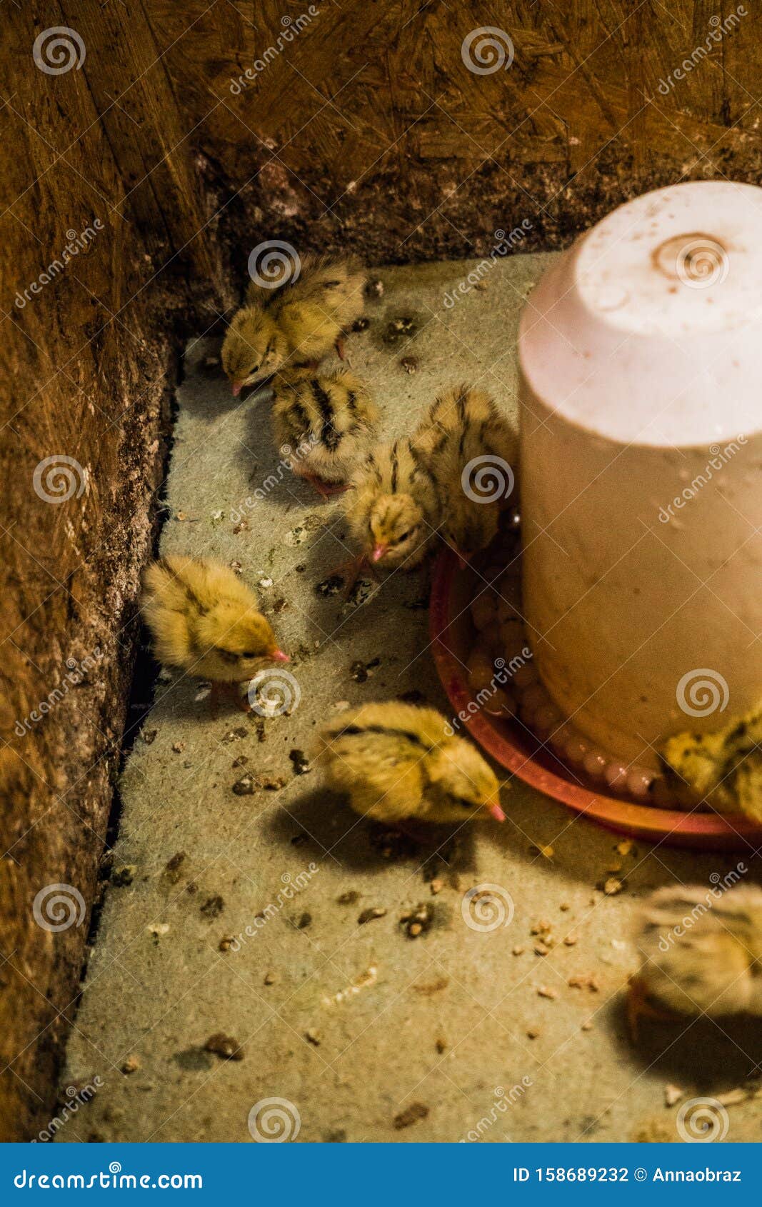 Little Chickens Hatched Quail in a Box Stock Photo - Image of small ...