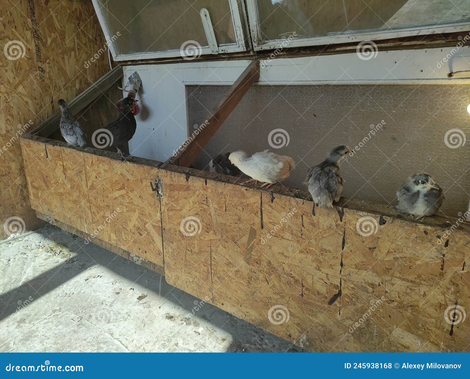 Little Chickens in a Paddock on the Farm Stock Photo - Image of growing ...