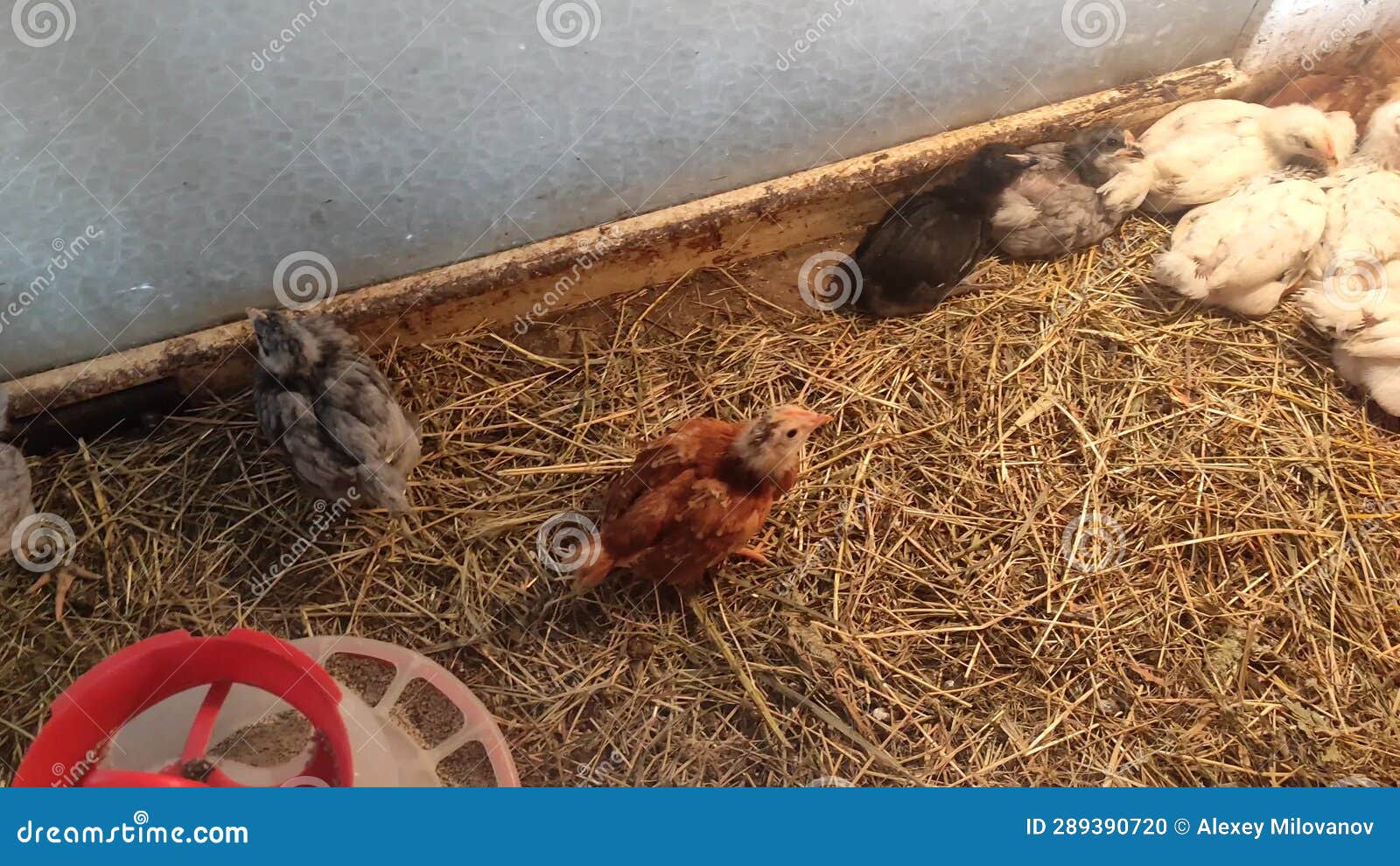 Little Chickens in a Paddock on the Farm Stock Footage - Video of ...
