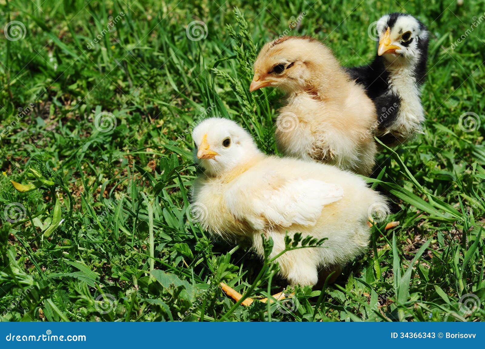 Little chickens stock image. Image of grass, sweet, holiday - 34366343