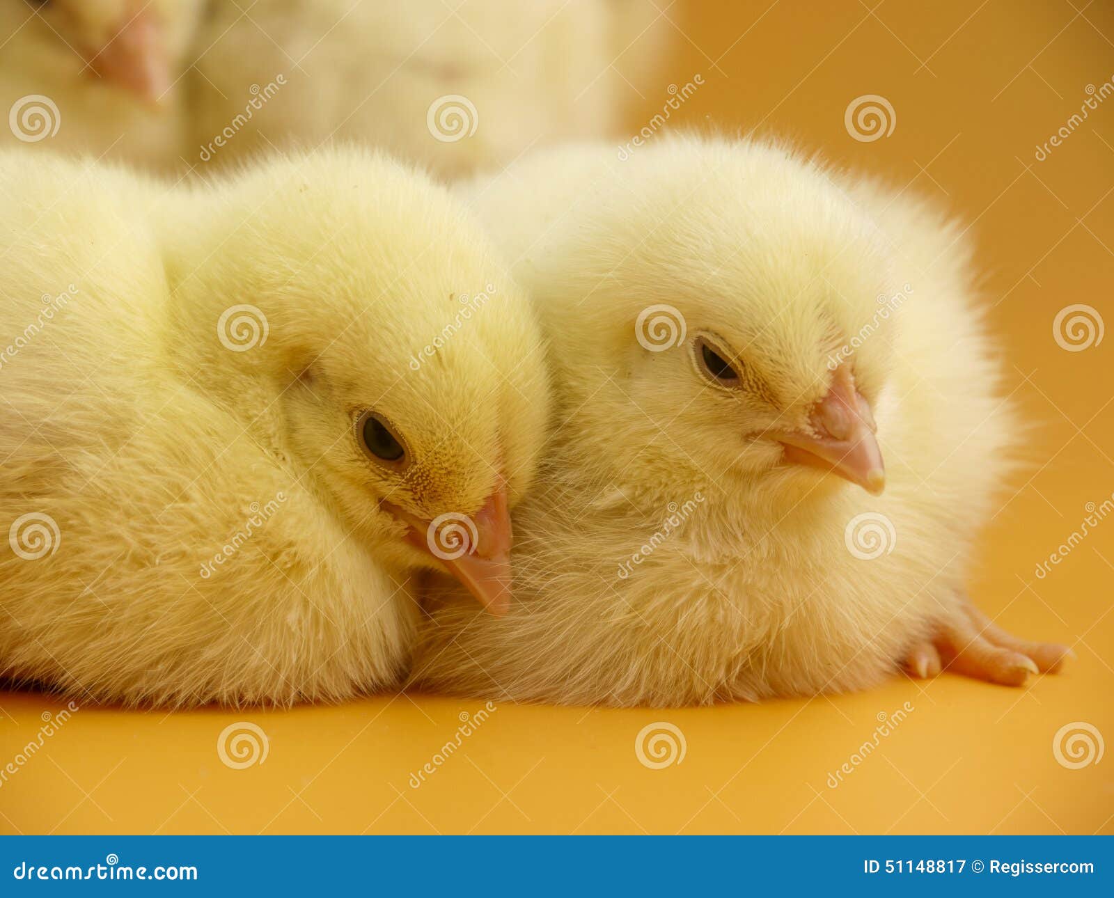 Little chicks close up stock image. Image of cute, chicken - 51148817