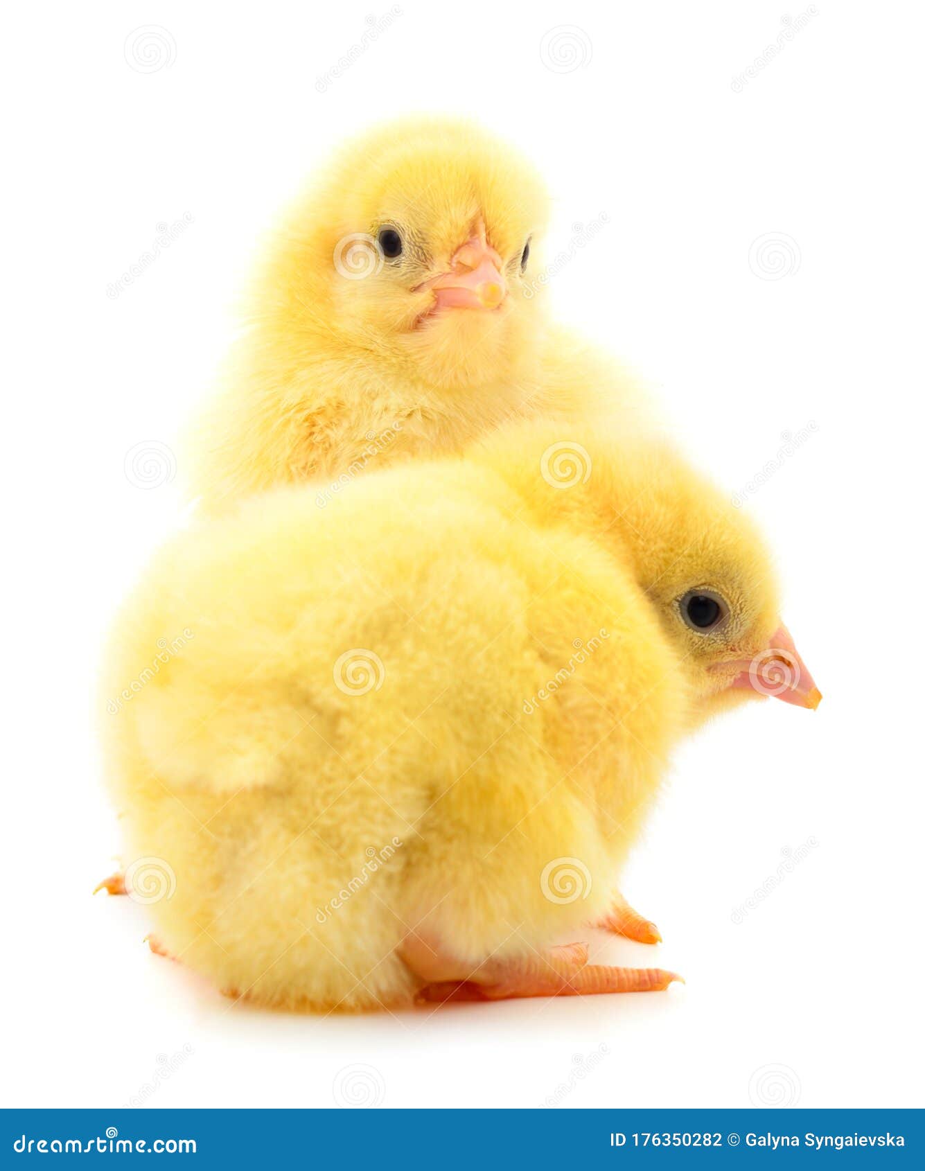 Little chicks isolated stock photo. Image of white, isolation - 176350282