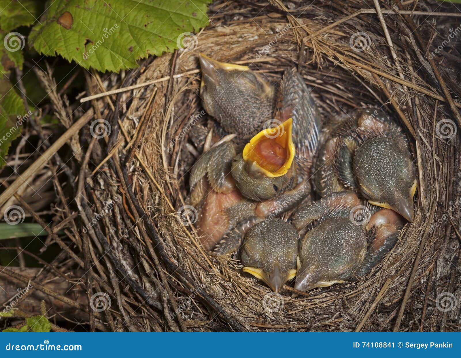 Little chicks in the nest. stock image. Image of little - 74108841